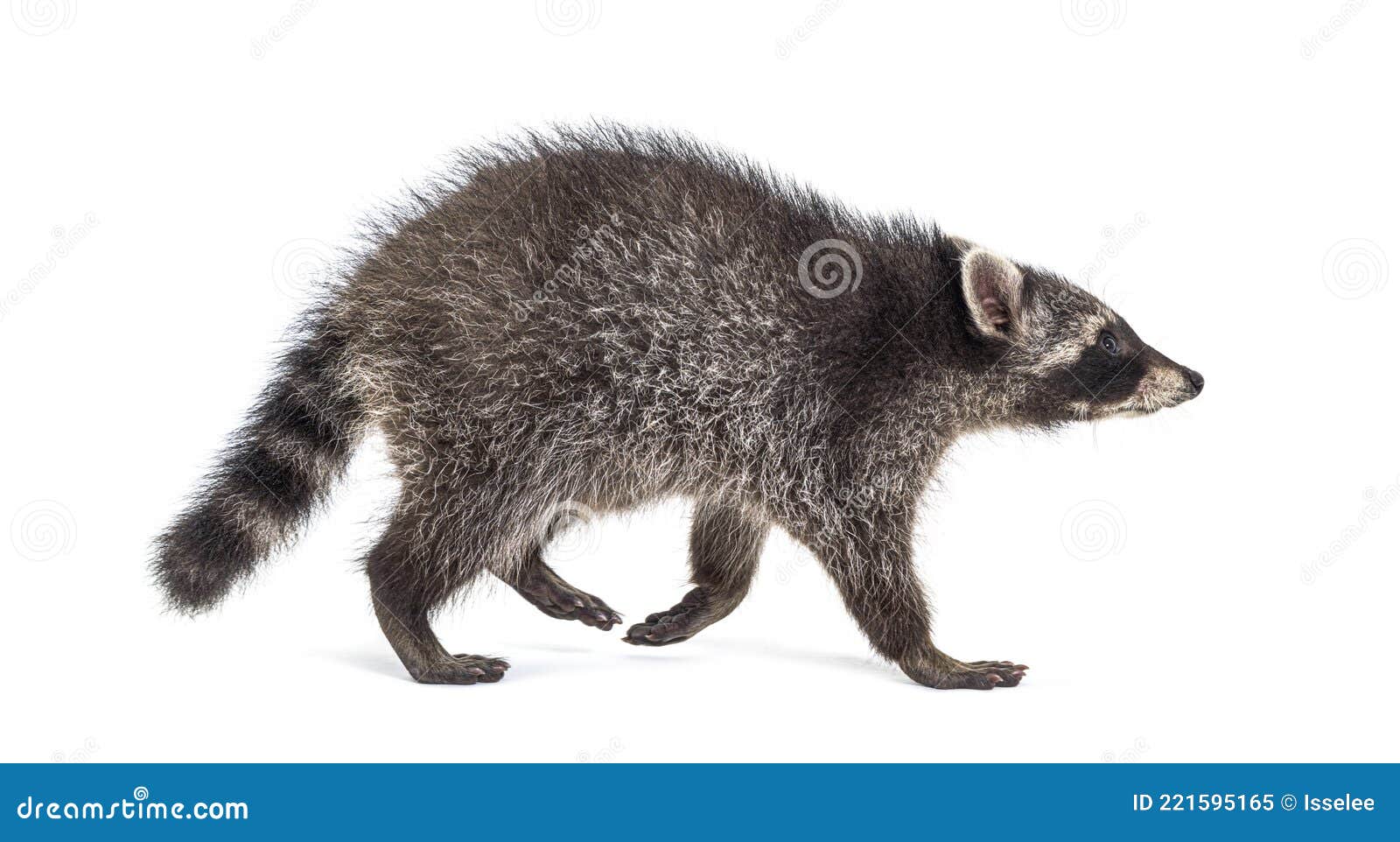 Side View of a Young Walking Raccoon Stock Image - Image of isolated ...