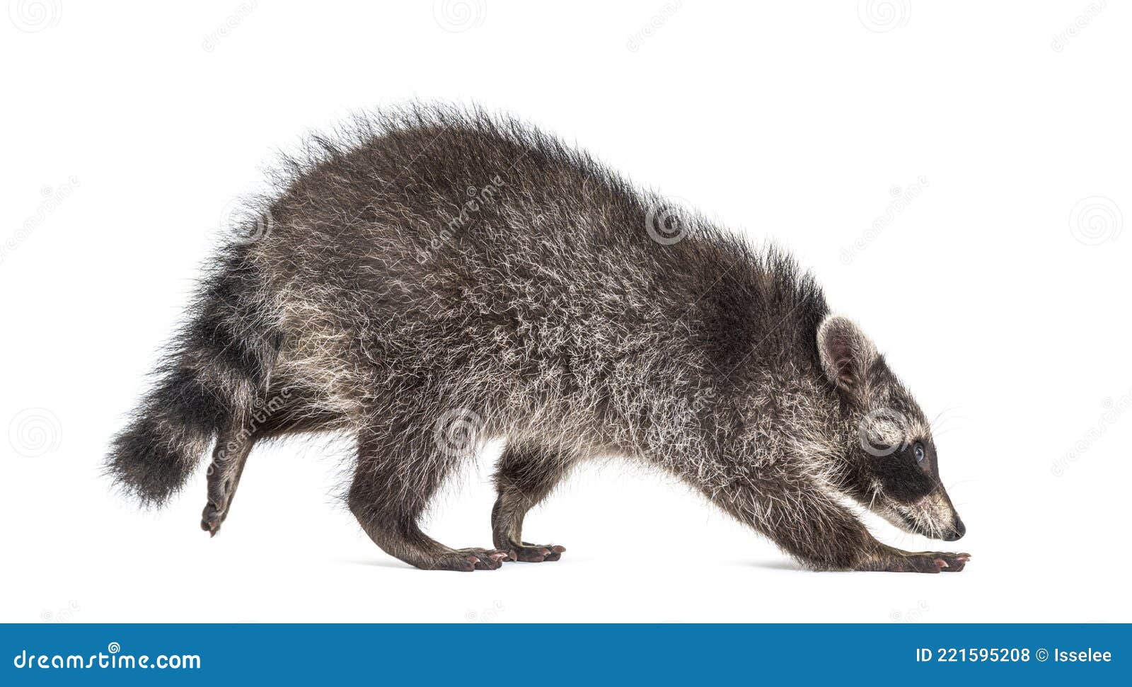 Side View of a Young Walking Raccoon Stock Photo - Image of shot ...