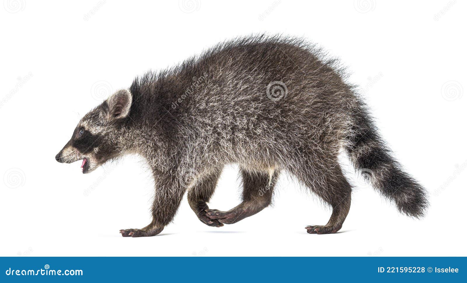 Side View of a Young Walking Raccoon Stock Photo - Image of carnivore ...