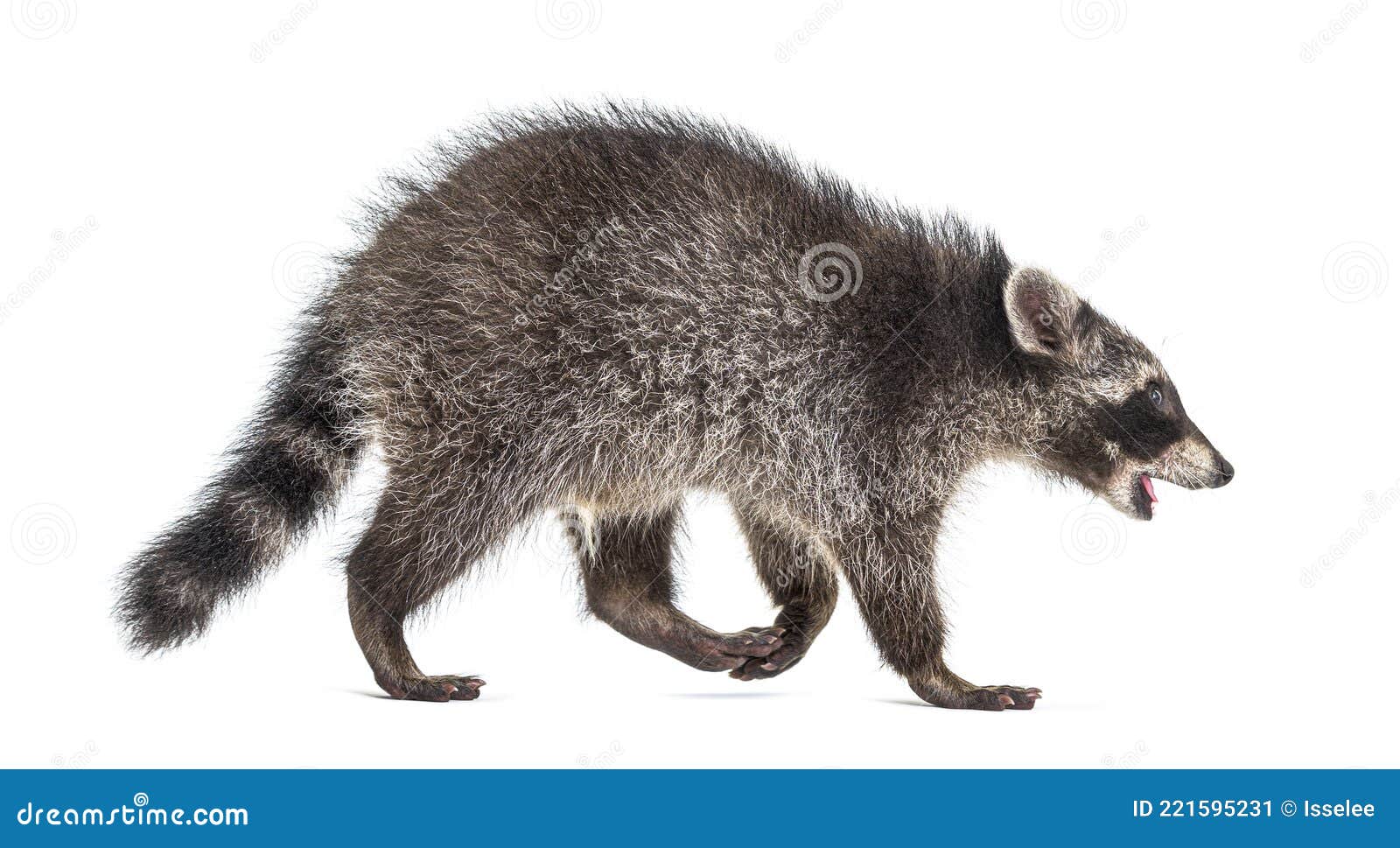 Side View of a Young Walking Raccoon Stock Image - Image of animal ...