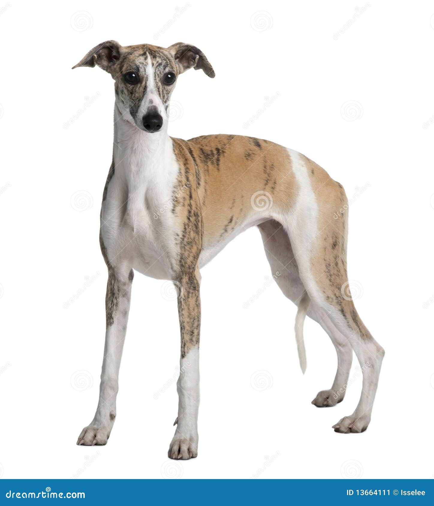 127 Whippet Side View Stock Photos - Free & Royalty-Free Stock Photos ...