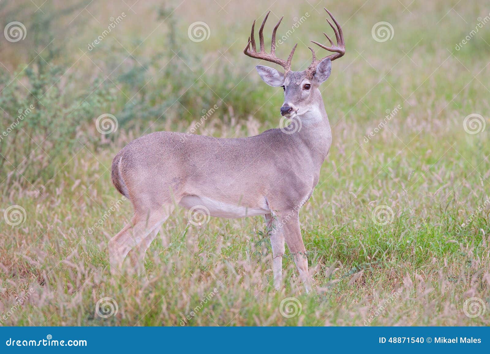 Side View of Young Whitetail Buck Stock Photo - Image of massive, heavy ...