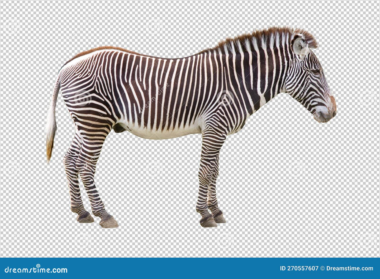 Zebra isolated stock image. Image of profile, standing - 270557607
