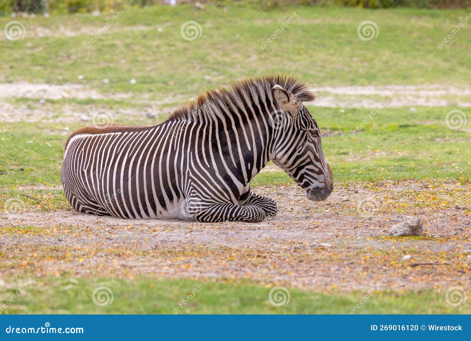 Side View of Zebra Resting in the Grassland Stock Photo - Image of ...