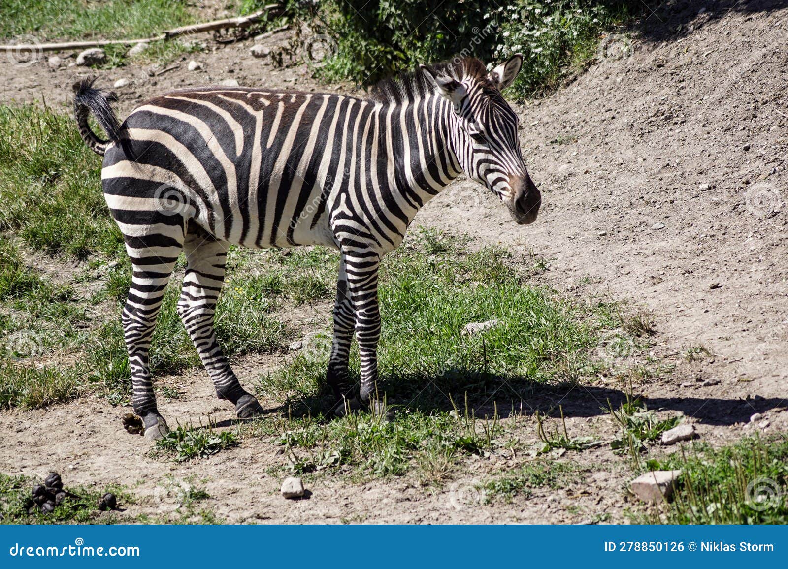 Side View of Zebra Standing on Field Stock Photo - Image of nature ...