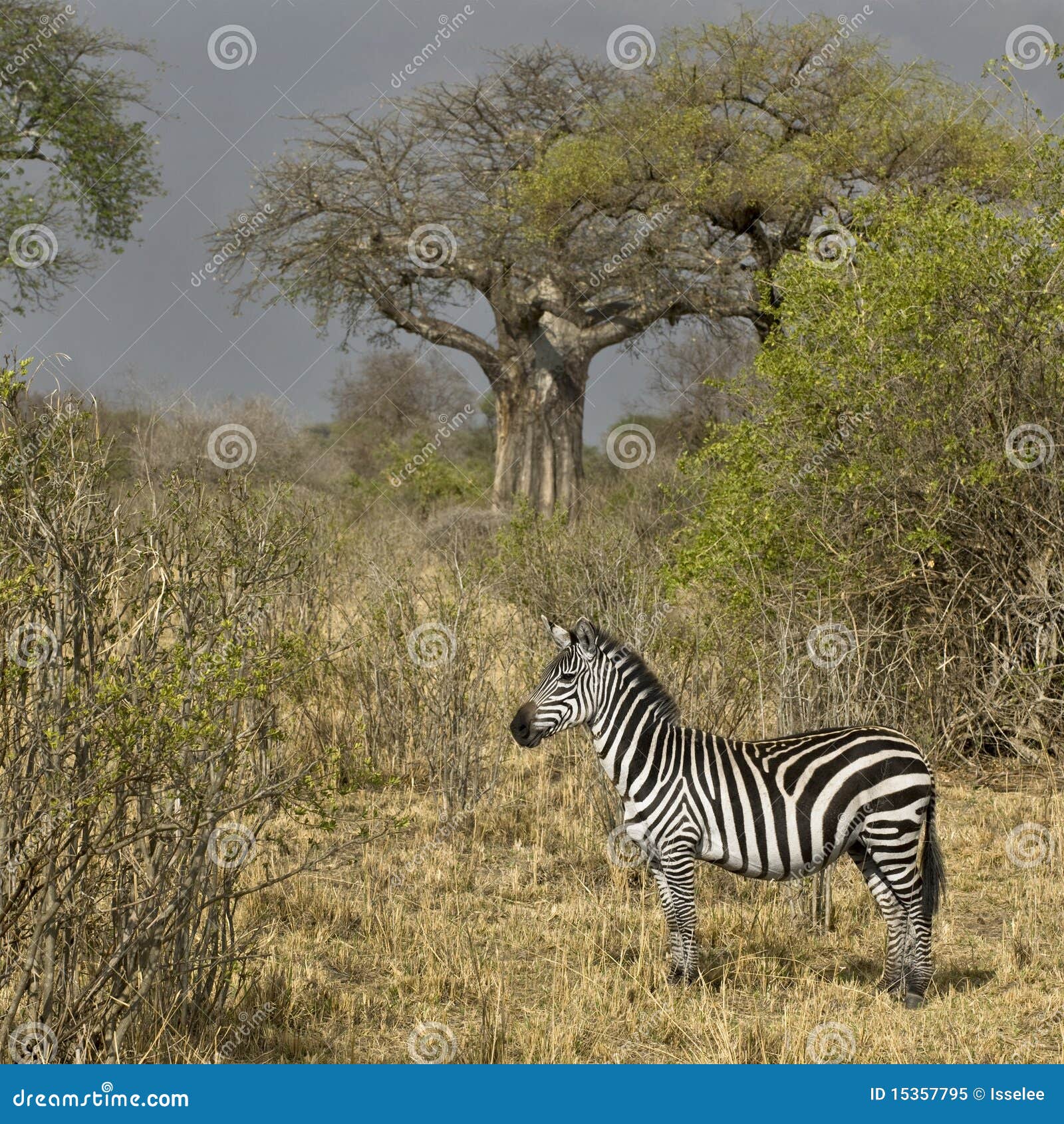 Side View of Zebra Standing in Grassland, Tanzania Stock Image - Image ...