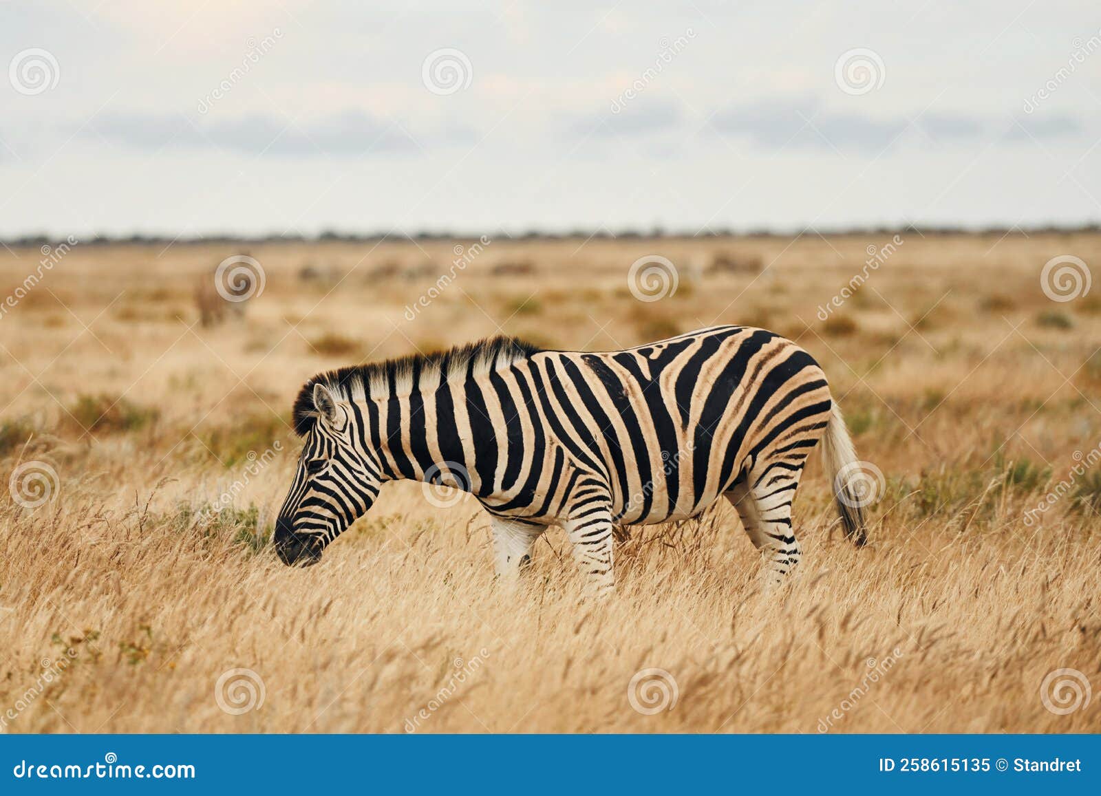 Side View. Zebra in the Wildlife at Daytime Stock Image - Image of ...