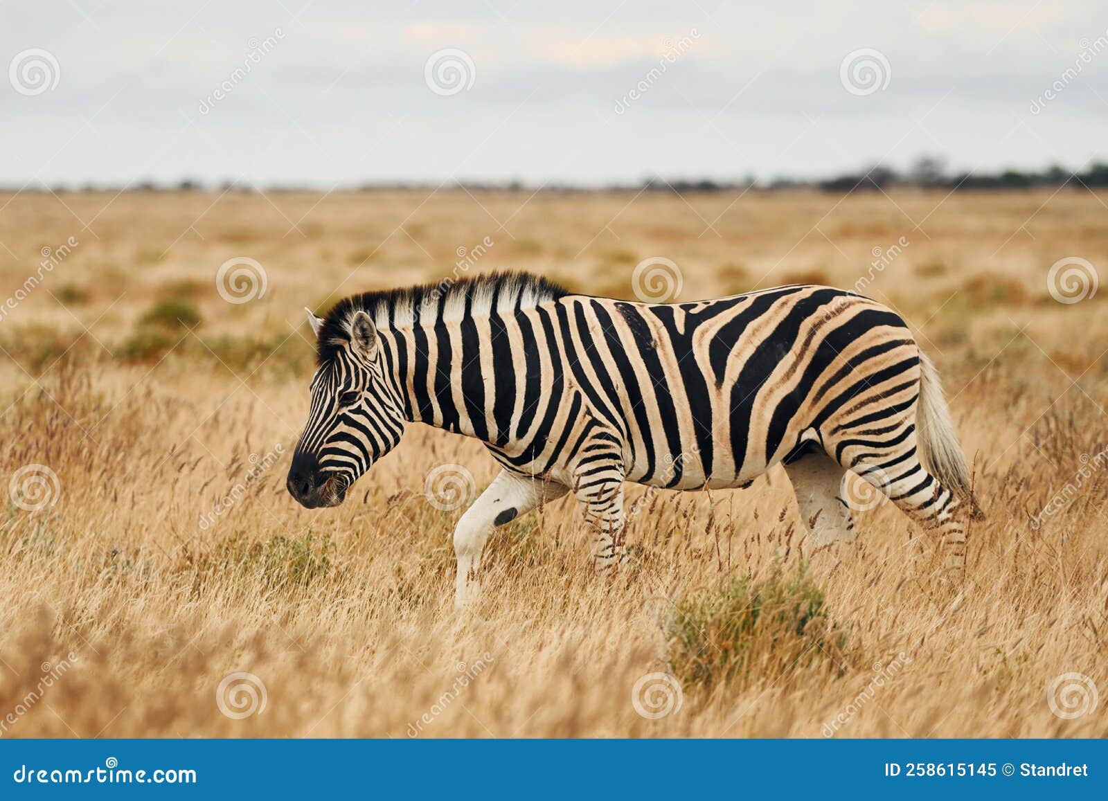 Side View. Zebra in the Wildlife at Daytime Stock Image - Image of ...