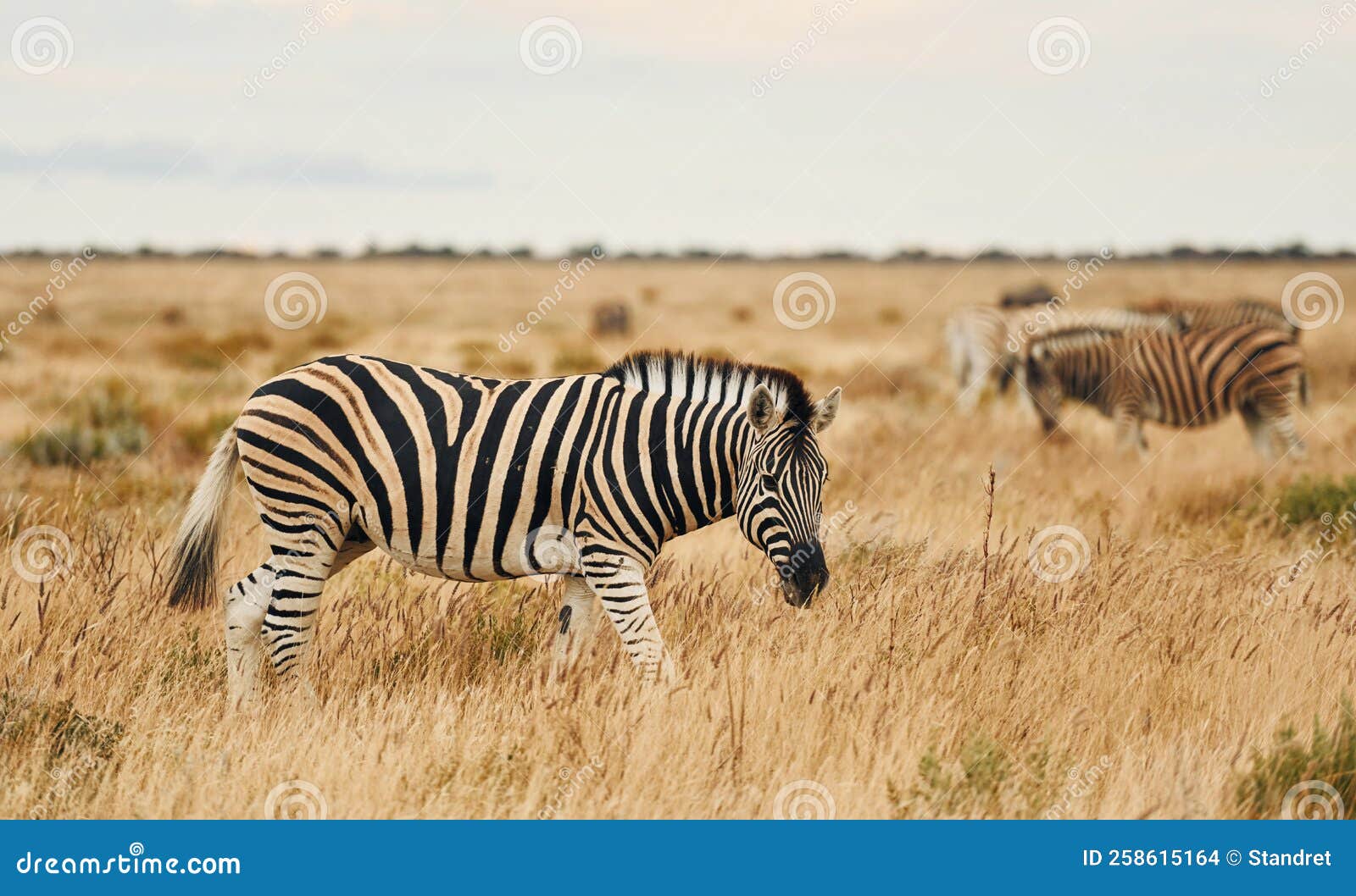 Side View. Zebra in the Wildlife at Daytime Stock Photo - Image of head ...