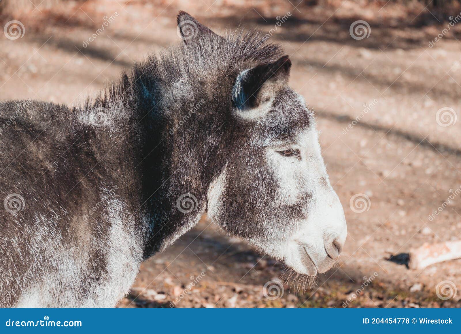 Side View of a Donkey on a Farm Under the Sunlight Stock Photo - Image ...