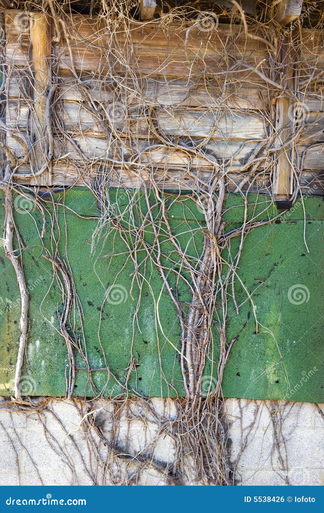 Side of wall with vines. stock photo. Image of life, still - 5538426