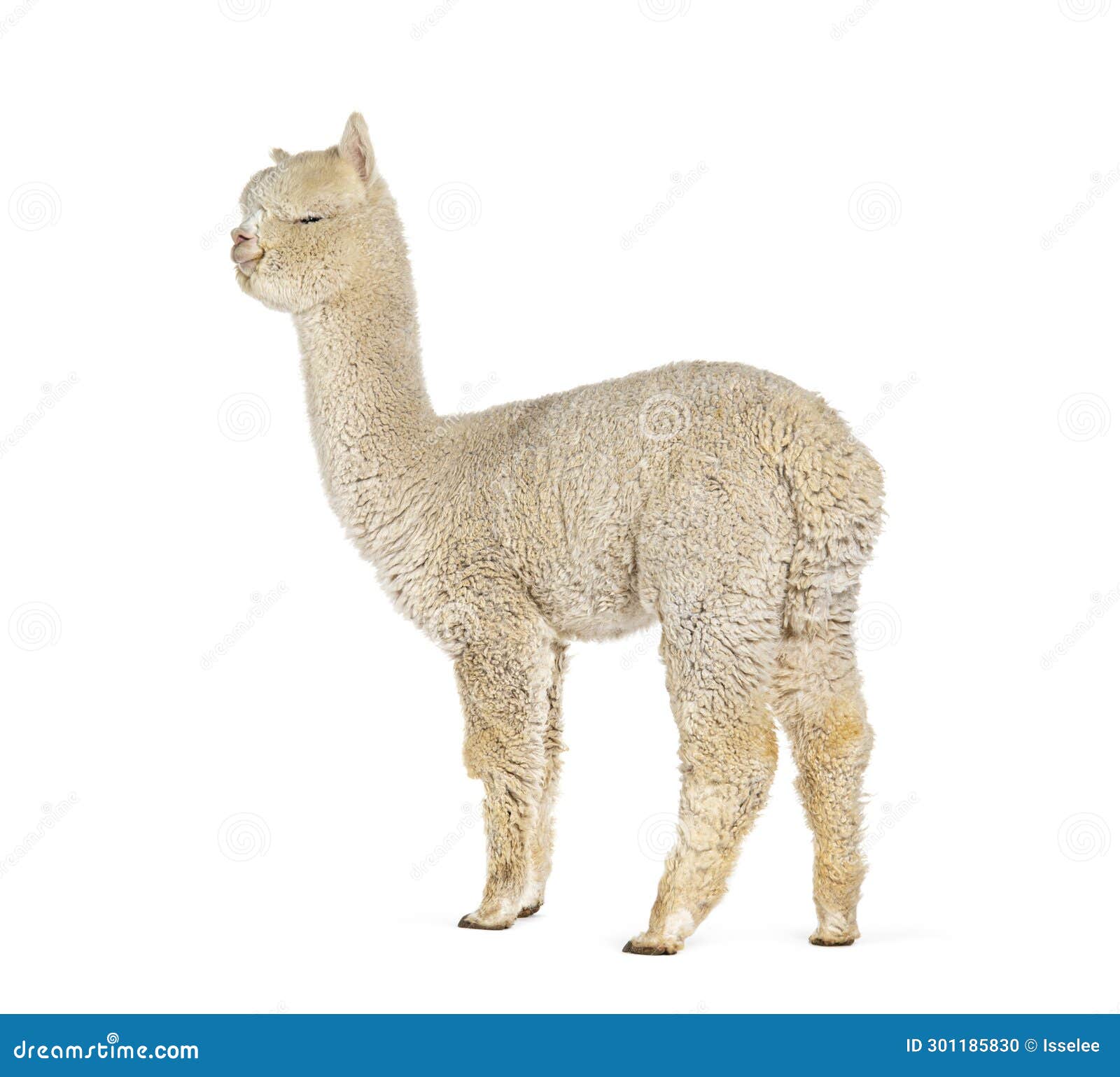 Side of a White Nine Months Old Alpaca - Lama Pacos, Isolated Stock ...