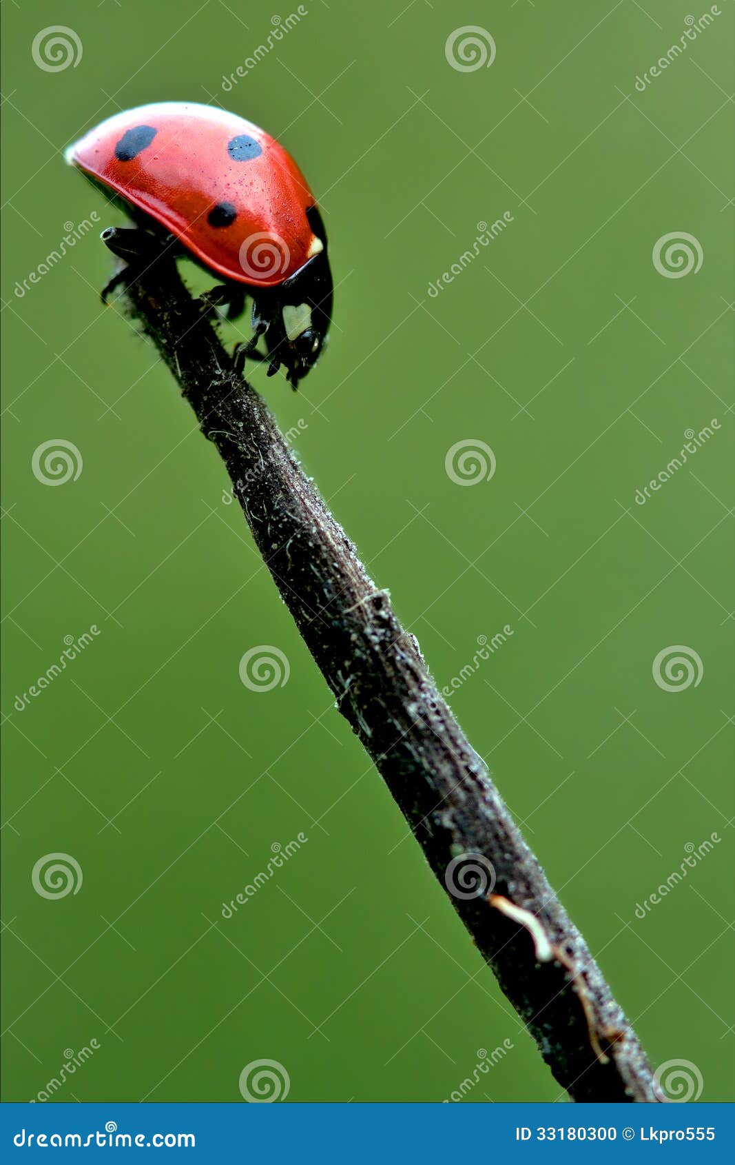 Side of wild red ladybug stock photo. Image of line, plant - 33180300