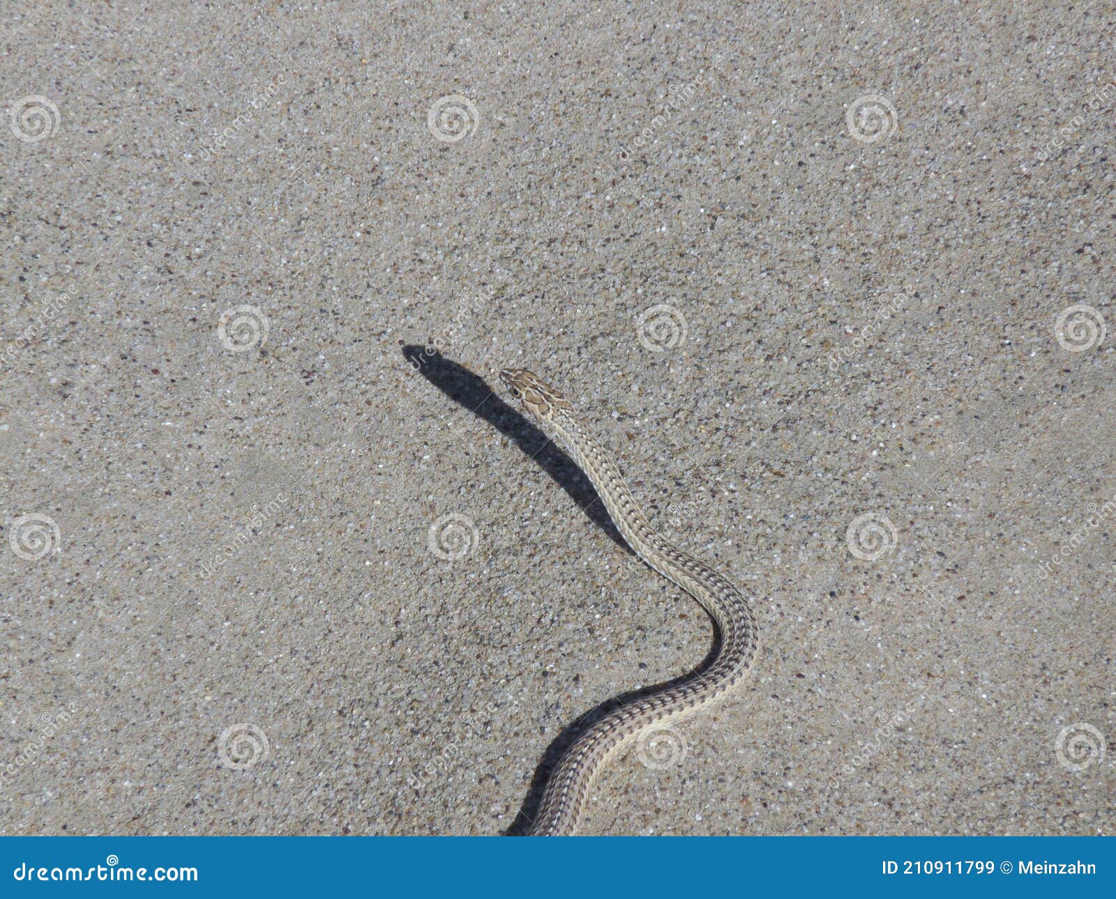 Side Winder Snake in the Desert Stock Image - Image of animal ...