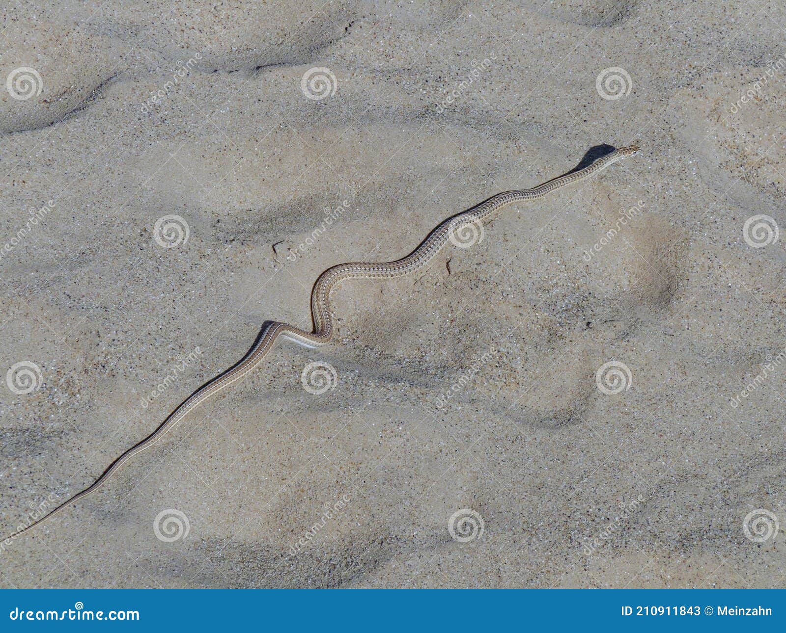 Side Winder Snake in the Desert Stock Image - Image of africa, poison ...