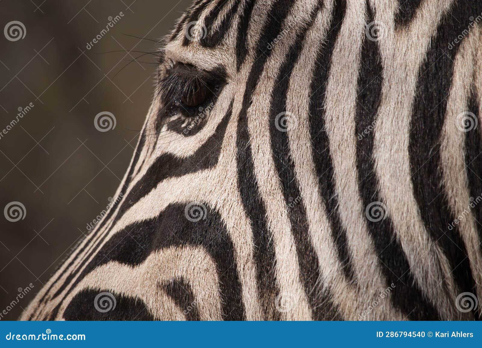 Side of zebra head stock photo. Image of lion, nose - 286794540