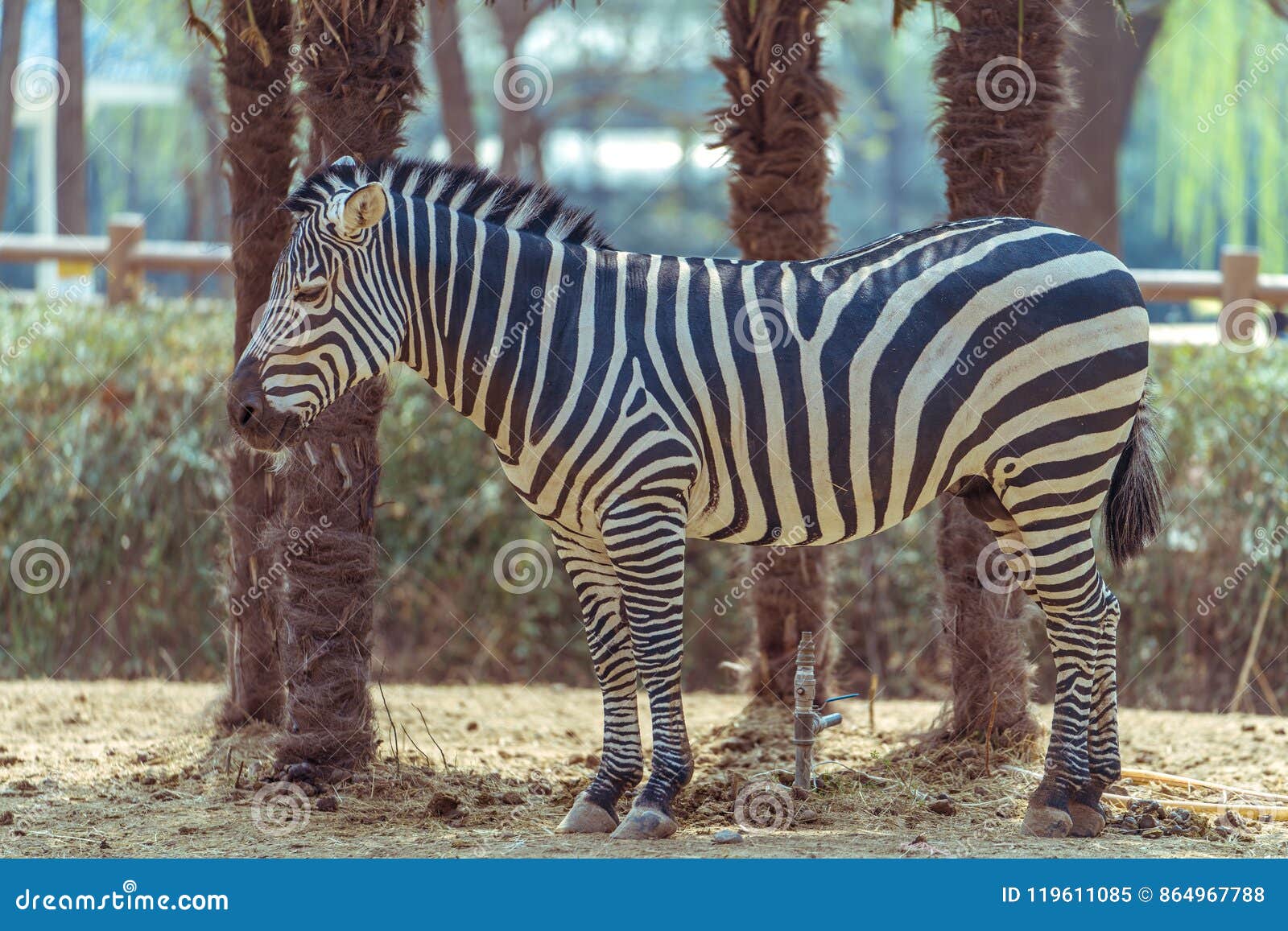 Side of a zebra stock image. Image of lazy, stripes - 119611085