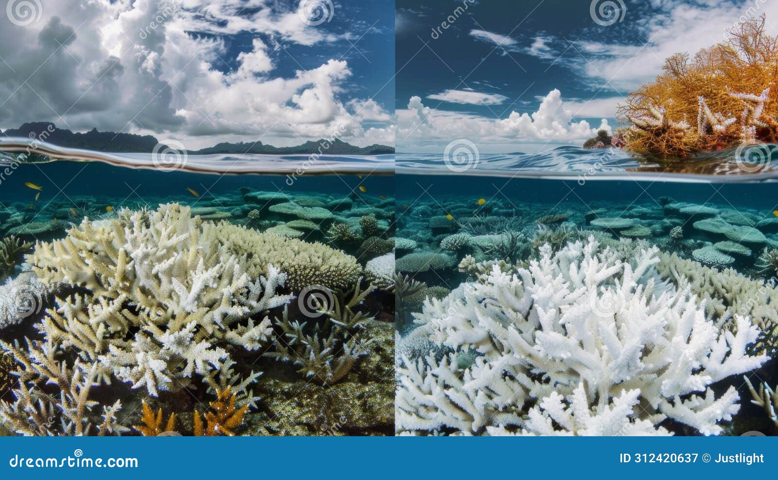 A Sidebyside Comparison of a Healthy Coral Reef and a Bleached One ...