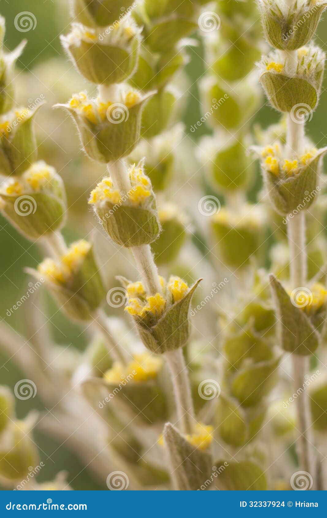 Sideritis Scardica-Gebirgstee Stockfoto - Bild von frisch, hintergrund ...