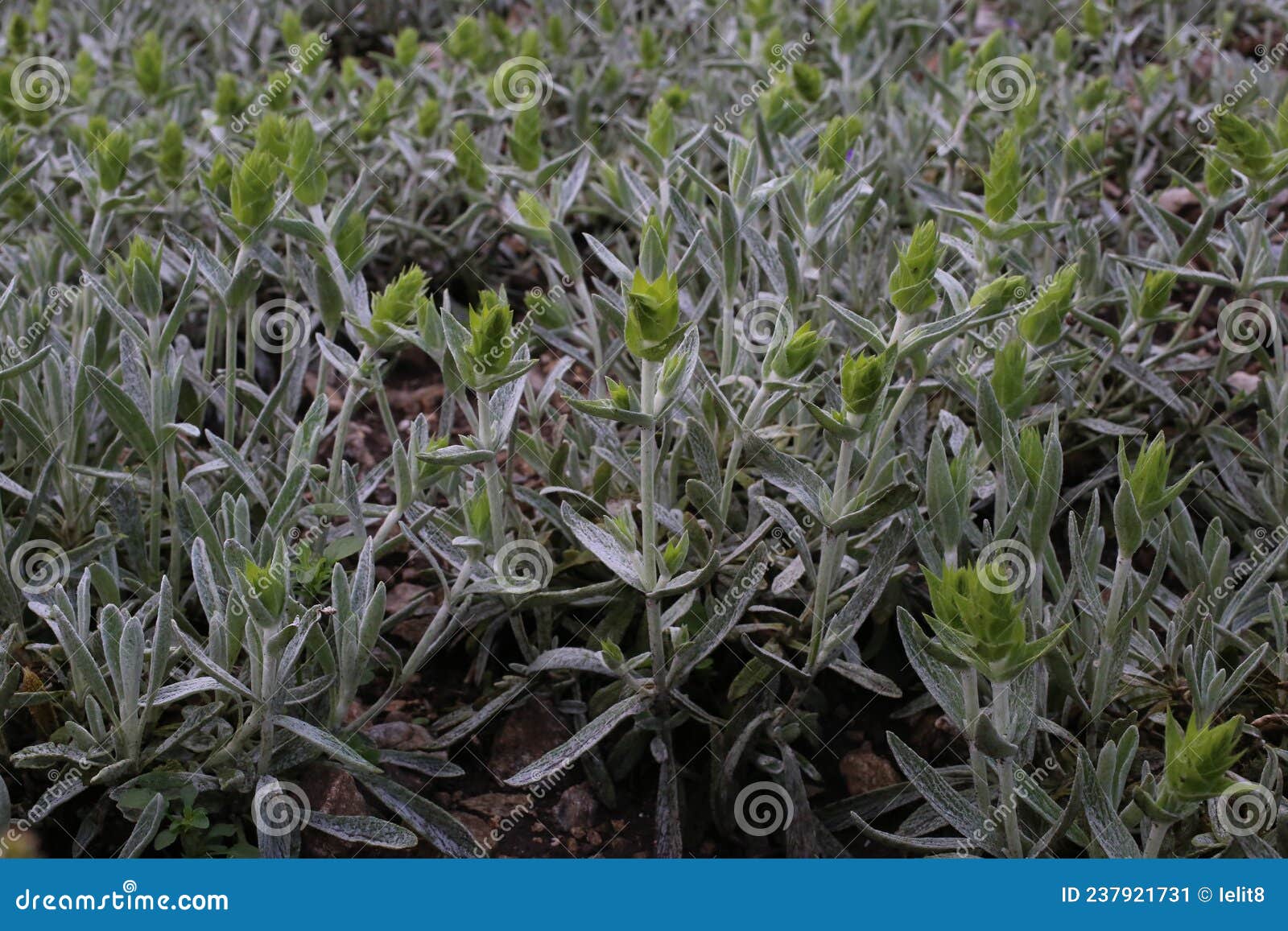 Sideritis Scardica - Wild Plant Shot in the Spring Stock Image - Image ...