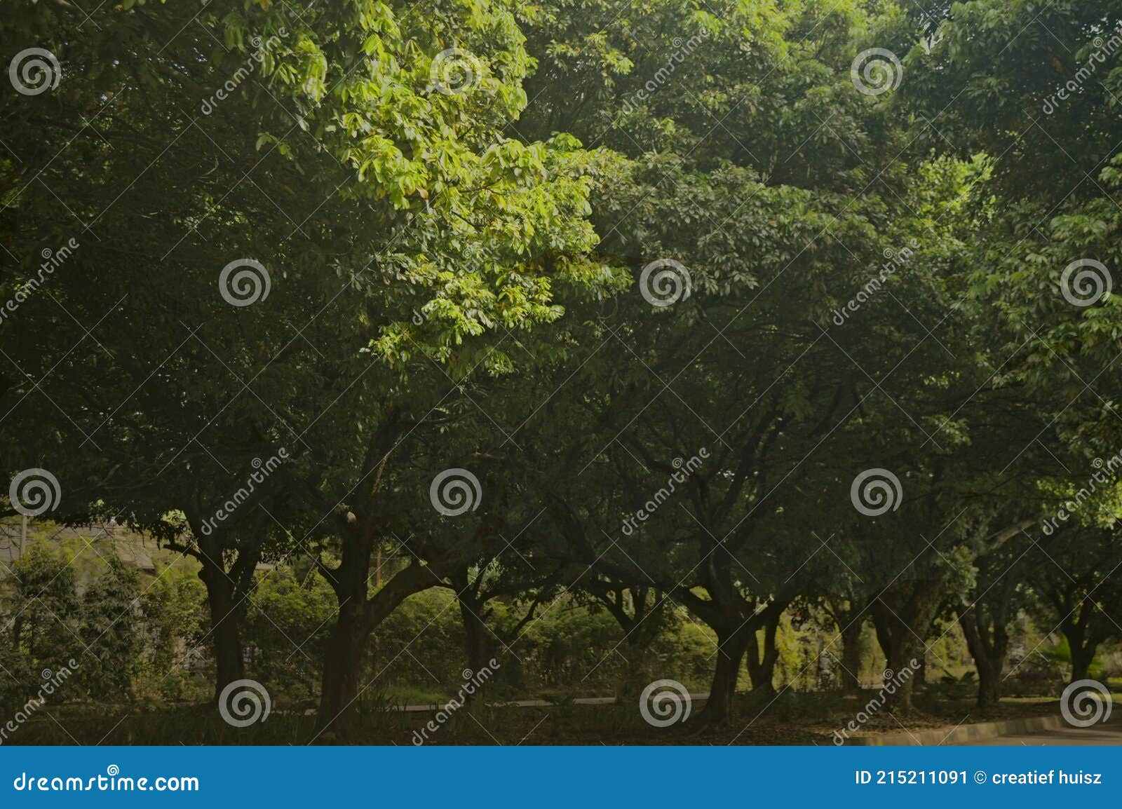 Sideroad trees stock image. Image of sideroad, planted - 215211091