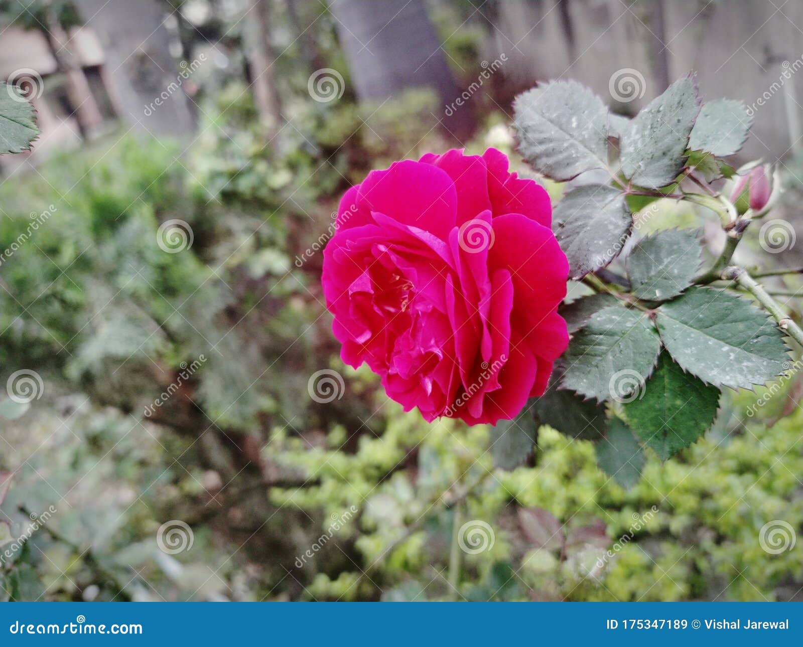 Sides Angle View of a Single Red Rose. Stock Image - Image of sides ...
