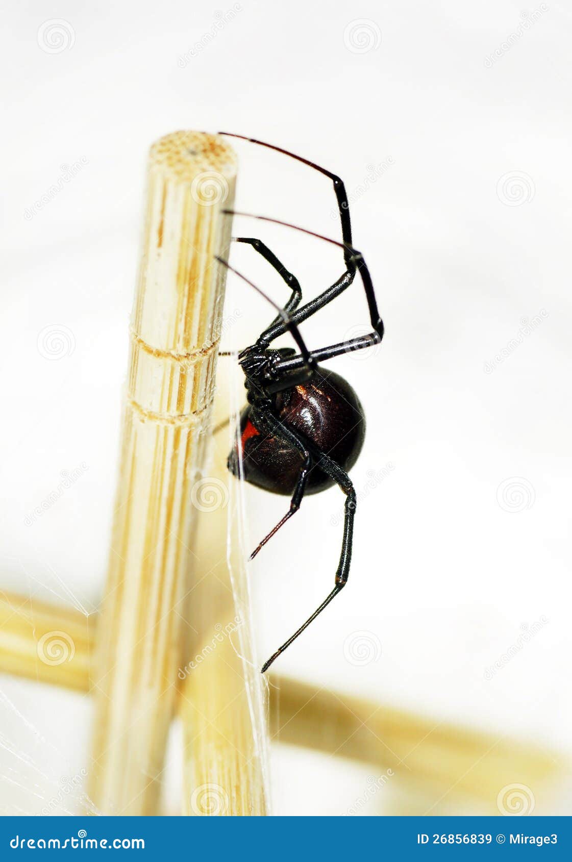Sideview of Black Widow Spider Stock Image - Image of venom, thread ...