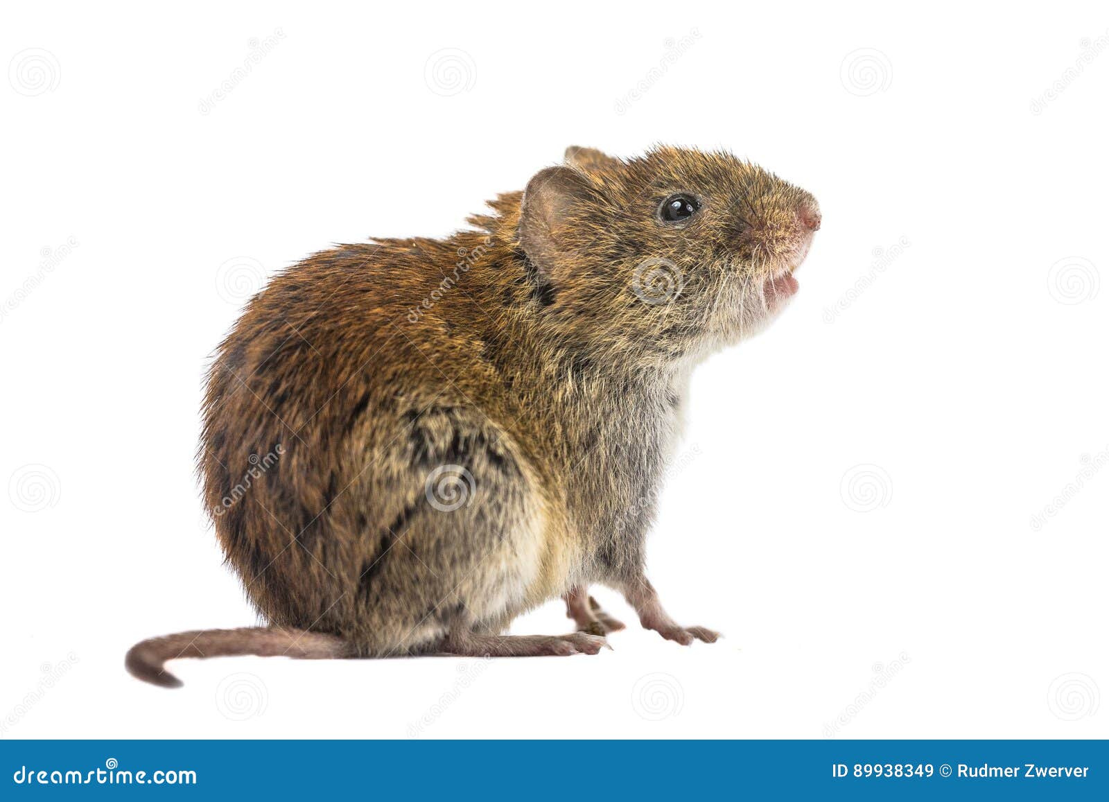 Sideview Da Ratazana Selvagem Do Banco Imagem de Stock - Imagem de ...