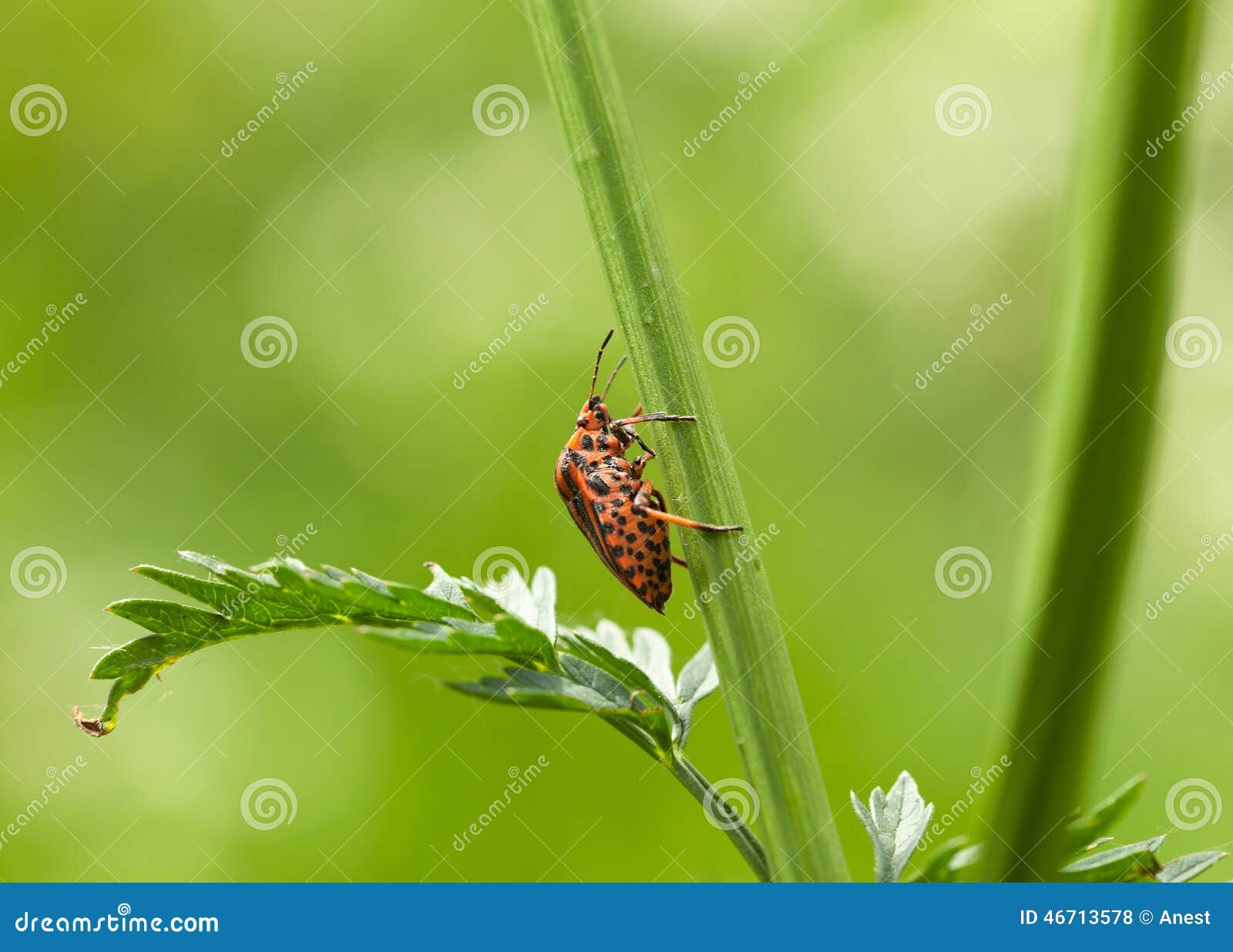 Sideview of forest bug stock photo. Image of green, grass - 46713578