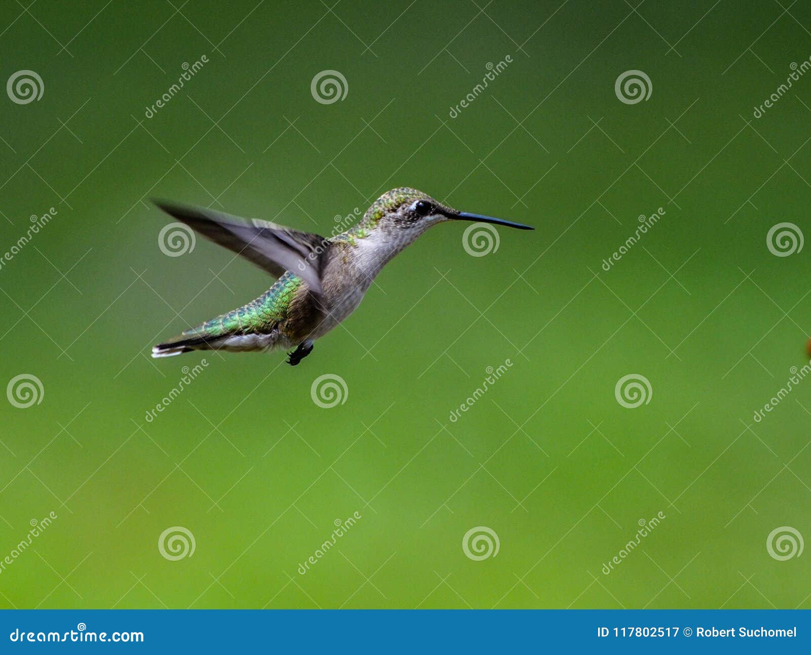 Sideview of a Garden Visitor Known As the Ruby Throated Humming Bird ...