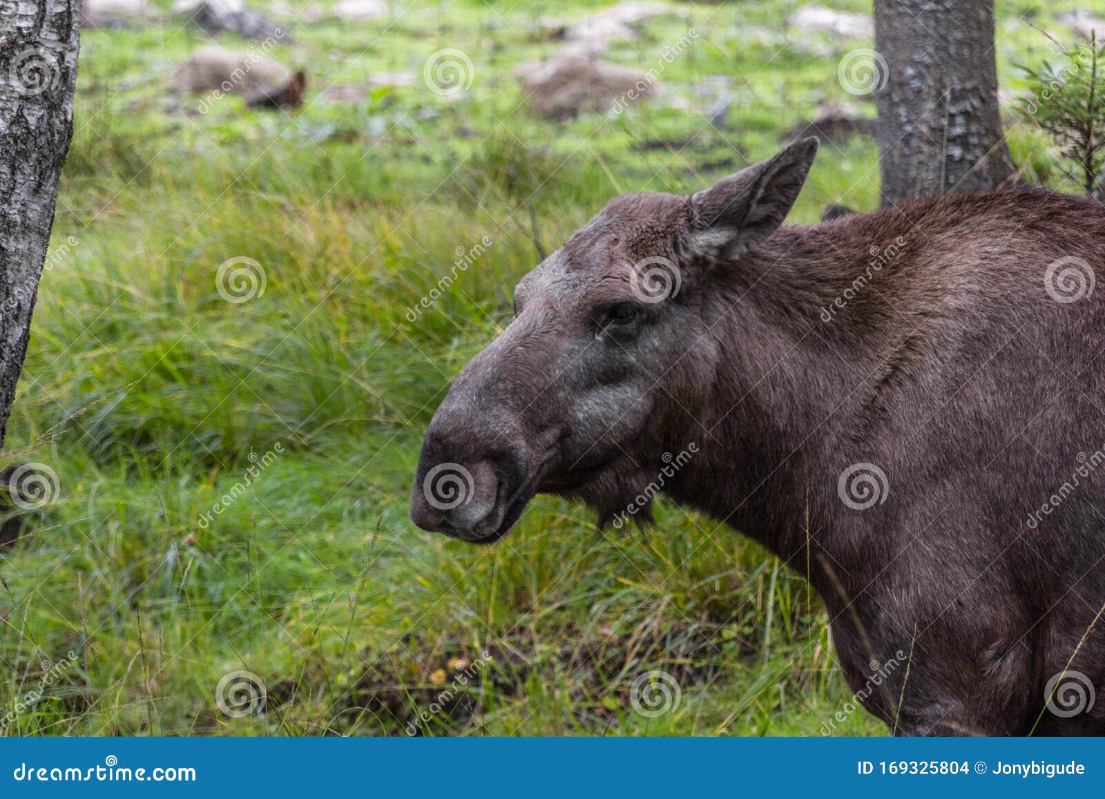 Moose portrait stock photo. Image of tree, sideview - 169325804