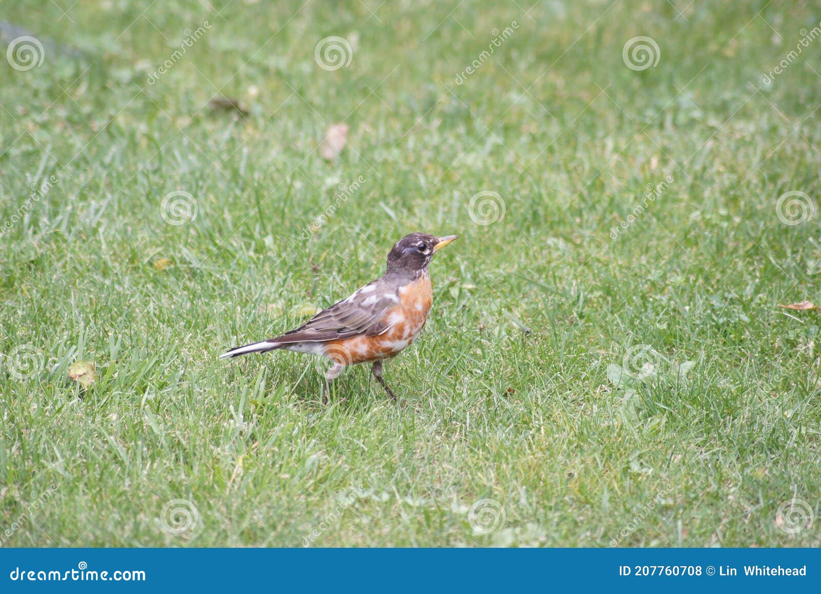 Sideview of robin. stock photo. Image of wildlife, summer - 207760708