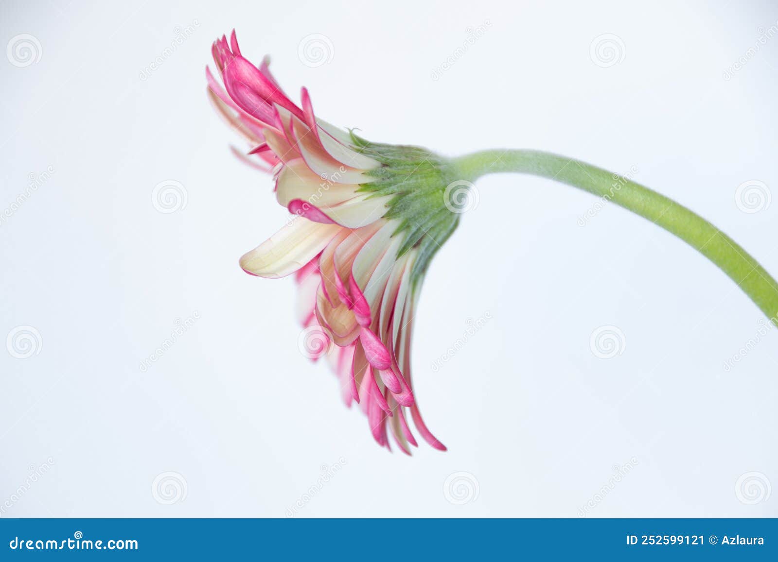 Pink Daisy With Stem
