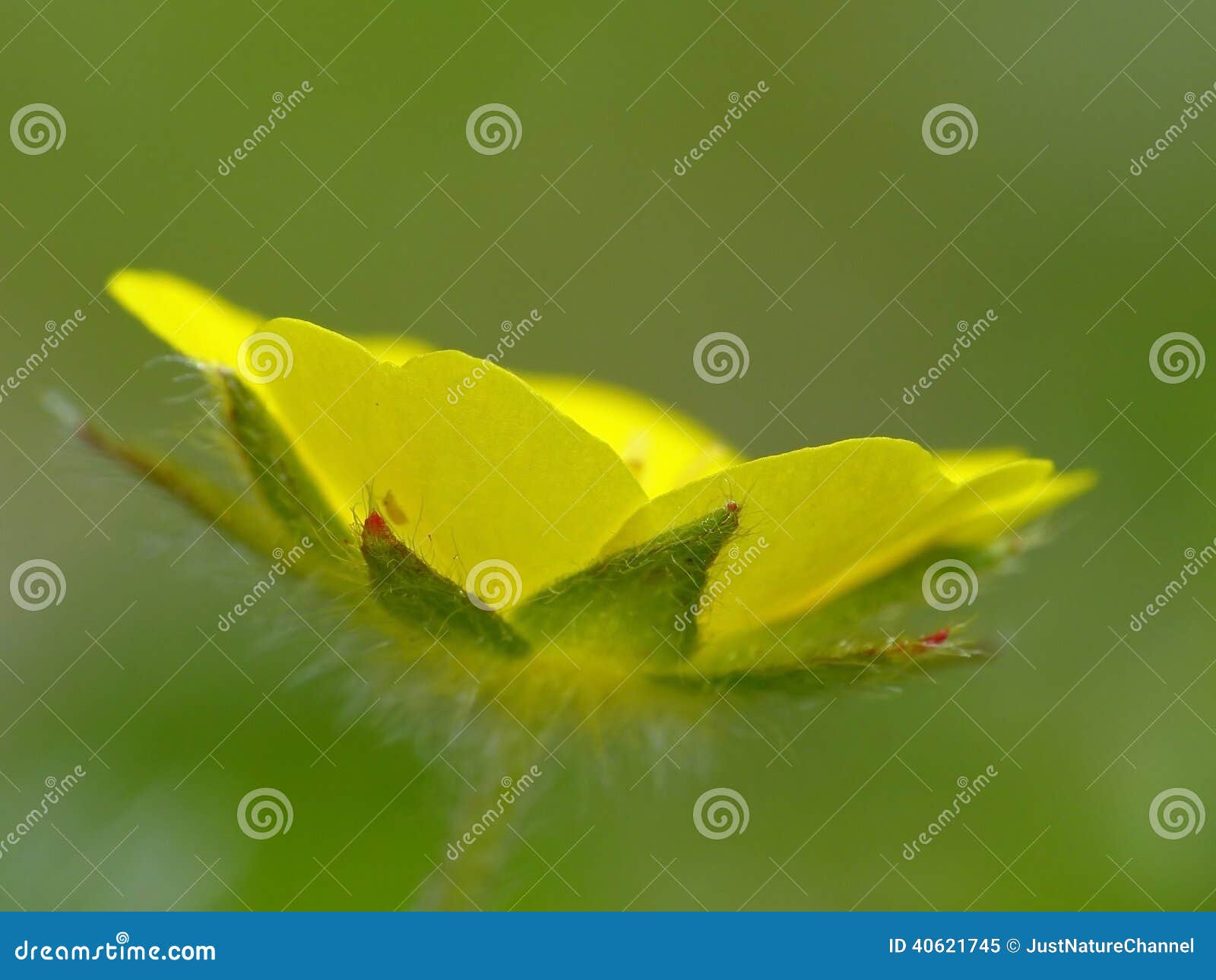 Sideview of a Yellow Buttercup Flower Stock Image - Image of plant ...