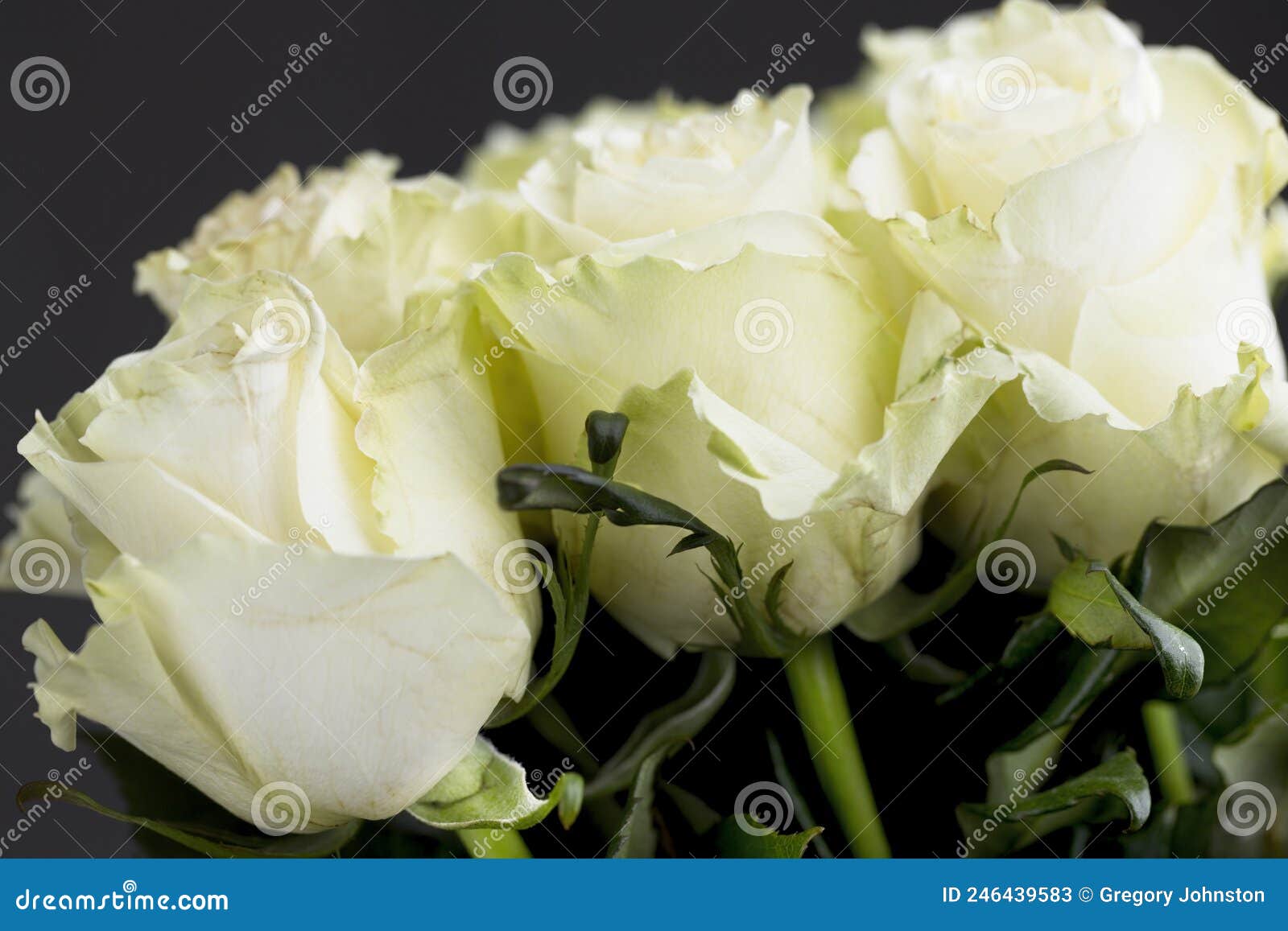 Sideview of yellow roses stock image. Image of decoration - 246439583