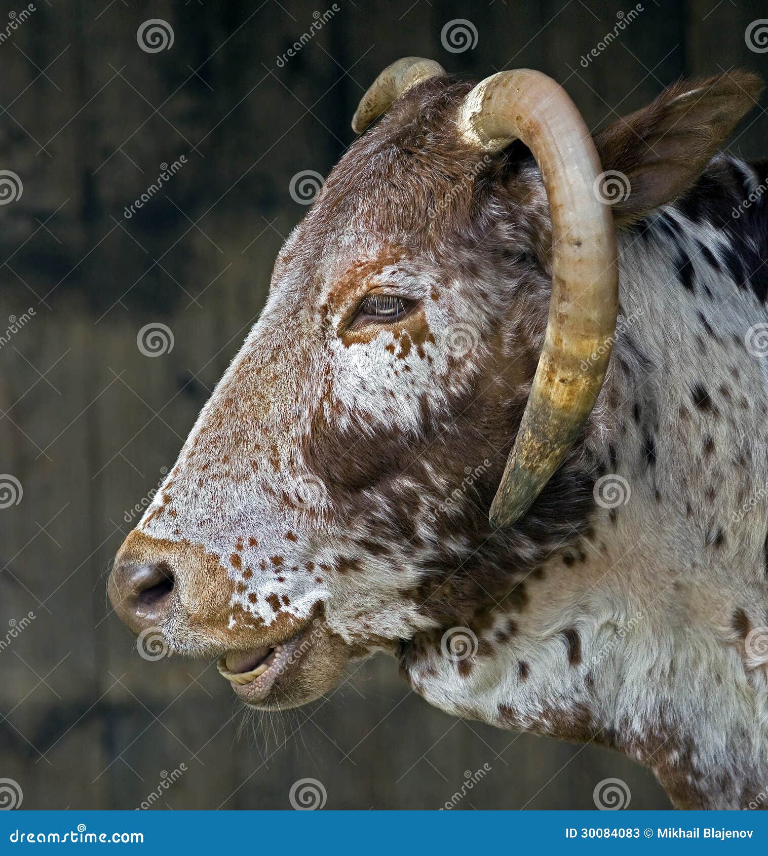 Zebu nano 1 stock image. Image of zoology, animal, ecology - 30084083