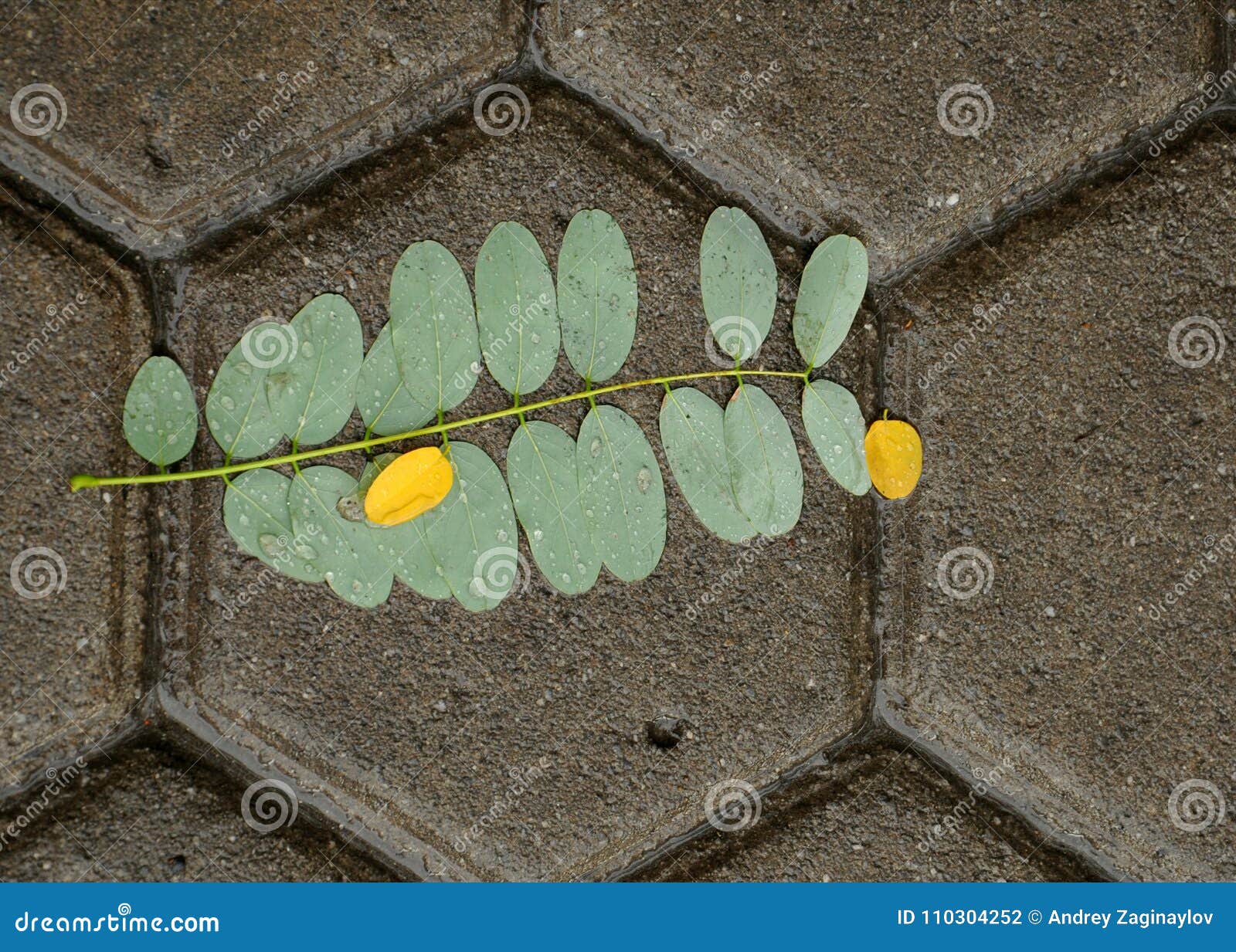 Leaves on Paving Stone Pavement. Stock Photo - Image of leaves ...