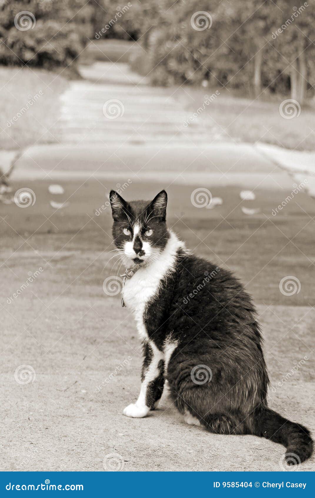Sidewalk cat stock photo. Image of serious, defiant, sitting - 9585404