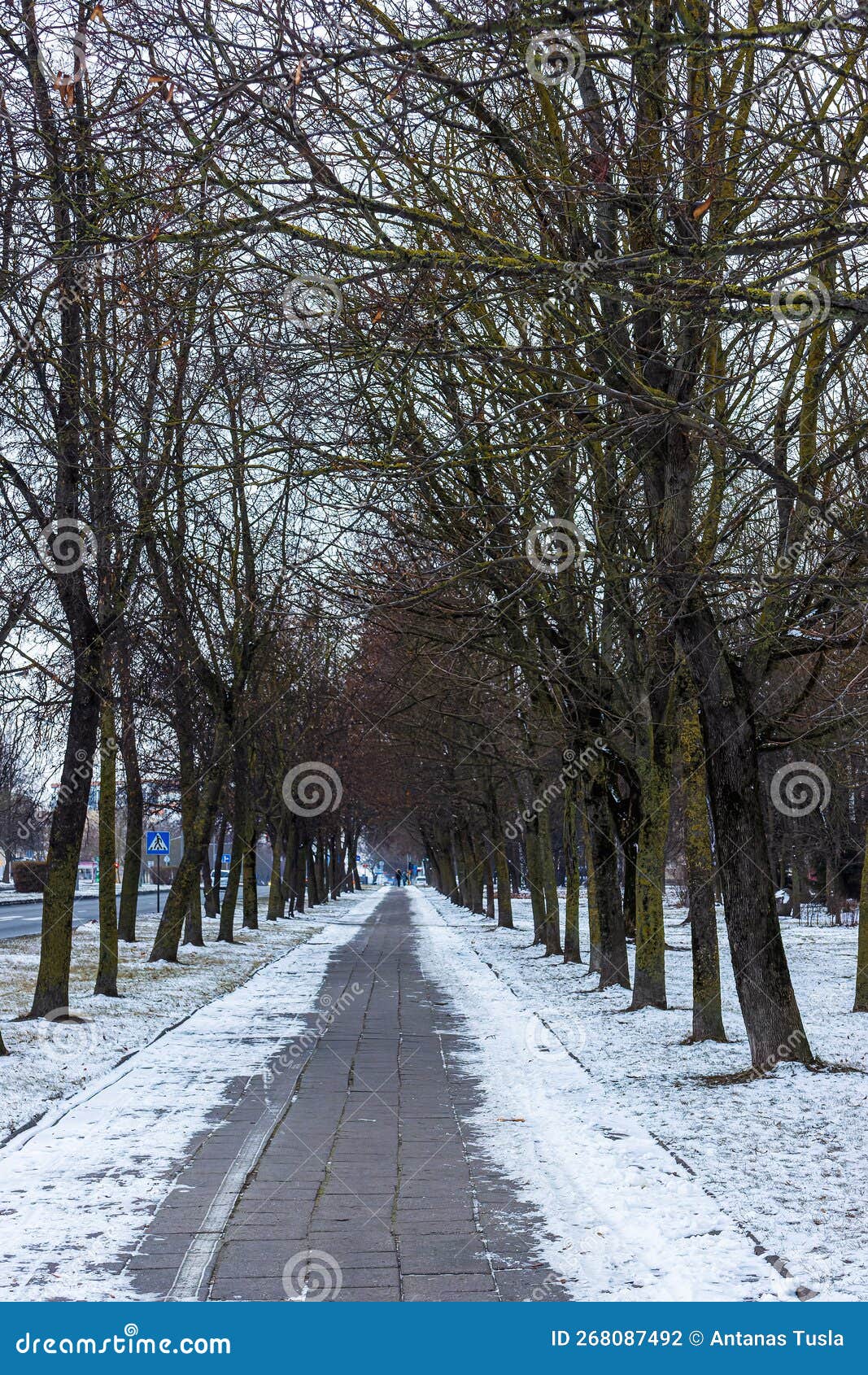 Sidewalk in the City between Tall Trees in Winter Stock Photo - Image ...