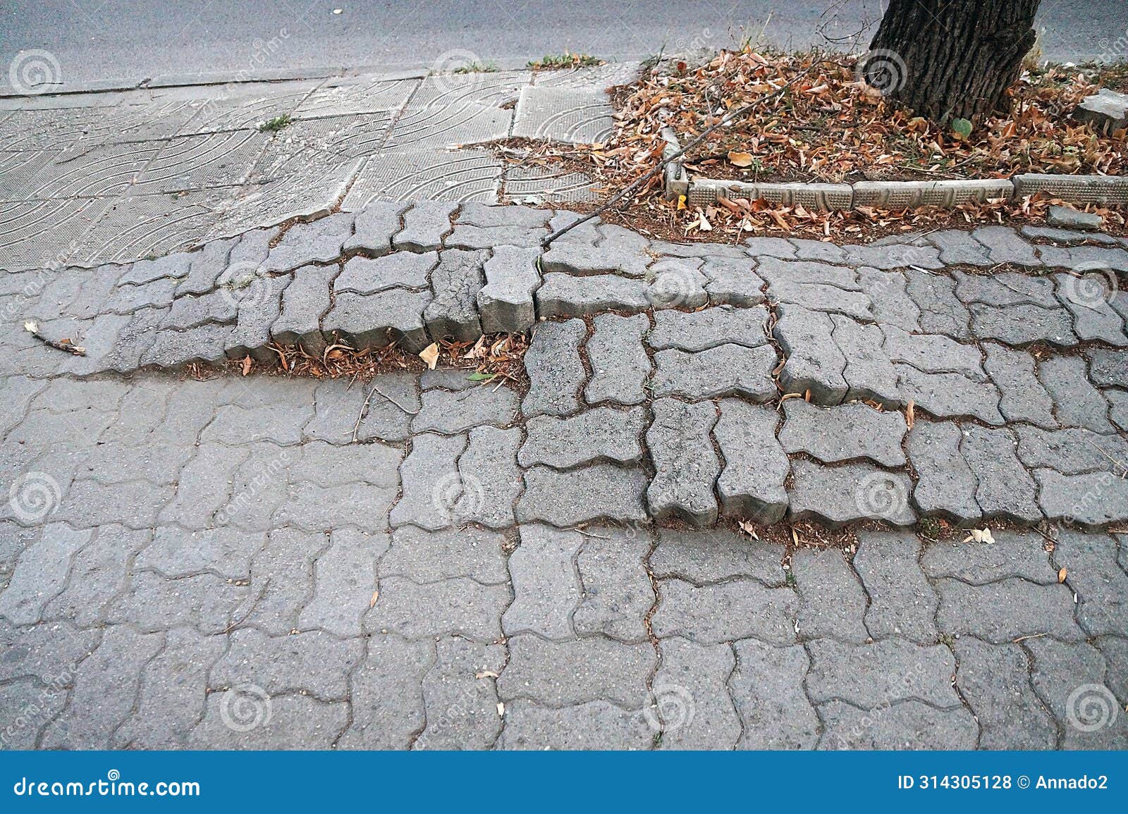 Sidewalk Damaged by Tree Roots in Urban Setting Stock Photo - Image of ...