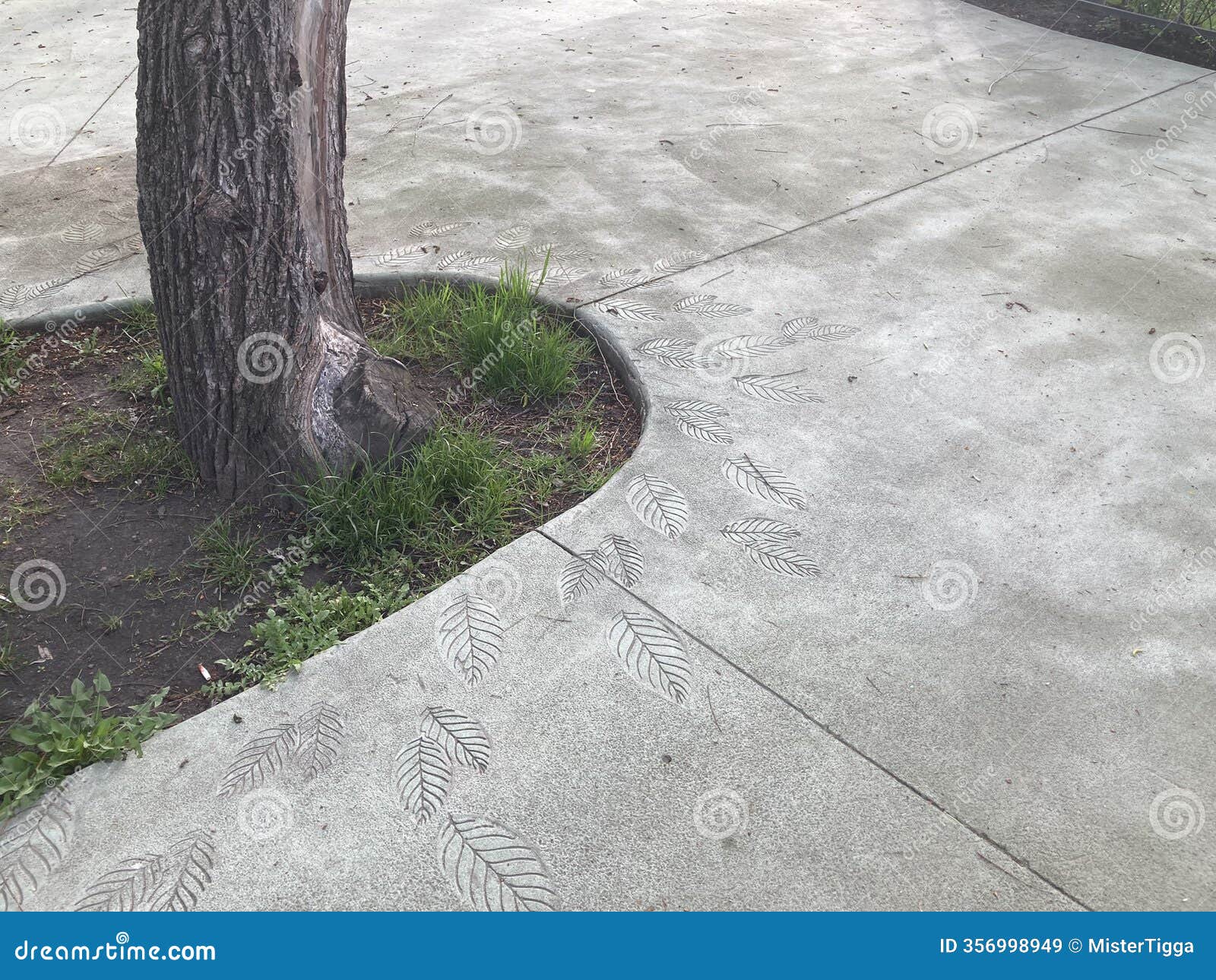 A Sidewalk Features Tree Roots Growing into the Cement, Creating a ...