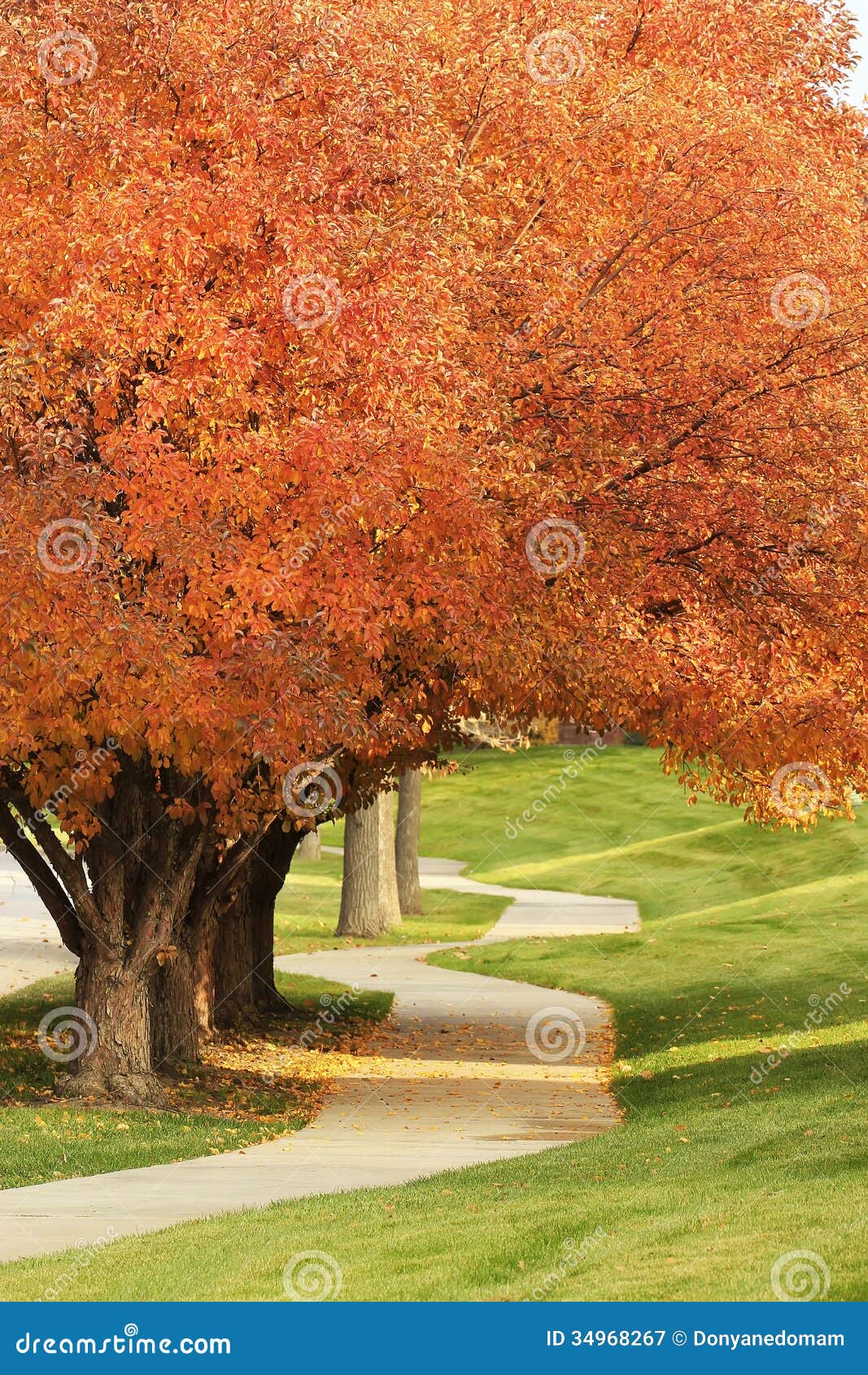 Sidewalk with Flowering Pear Trees Stock Image - Image of calleryana ...