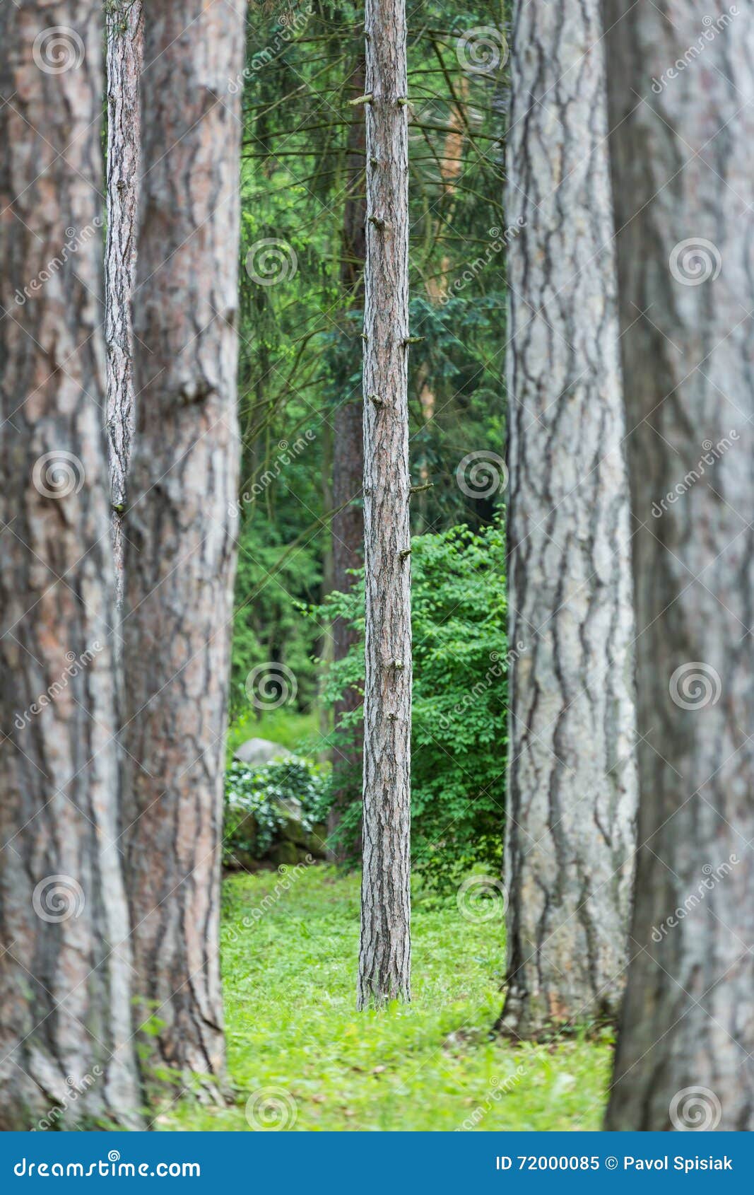 Sidewalk in forest . stock image. Image of abstract, outdoor - 72000085