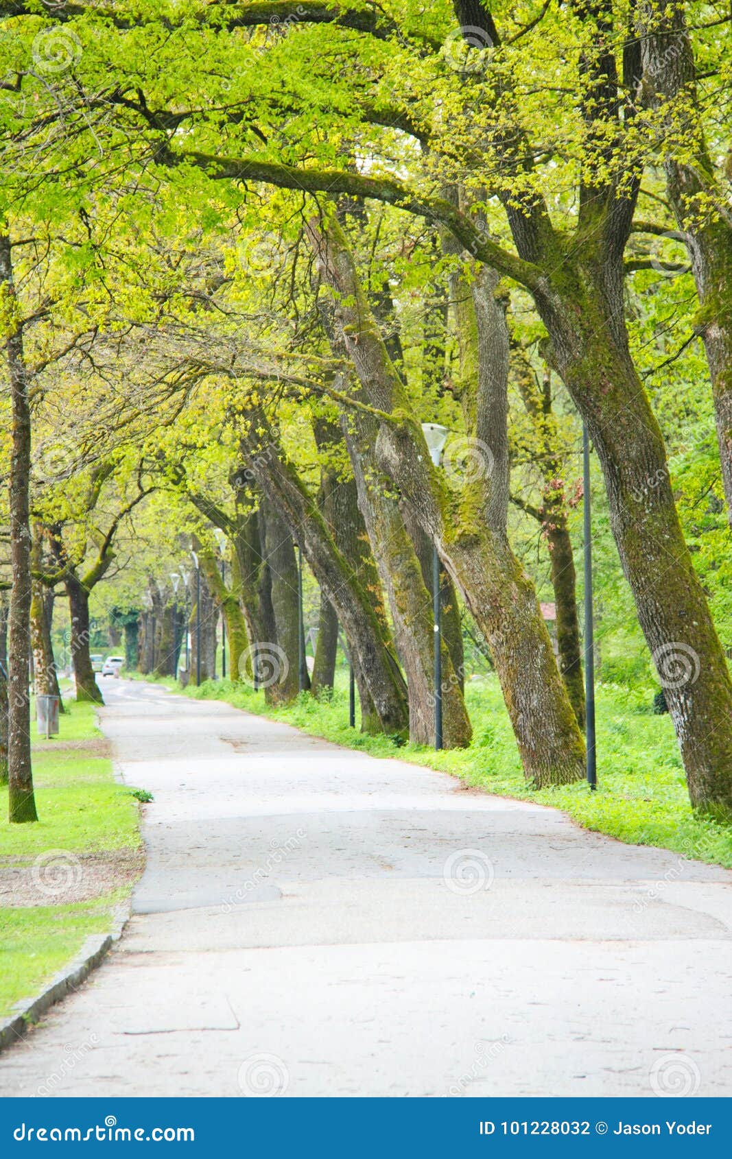 Sidewalk in Forest stock photo. Image of pathway, light - 101228032