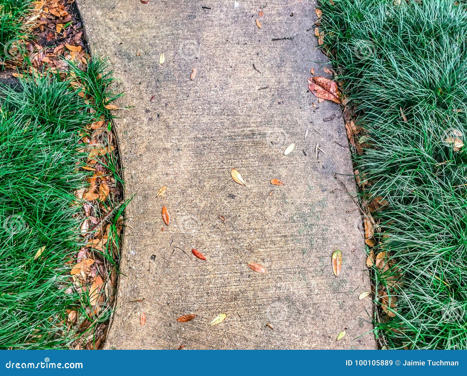 Sidewalk and Grass on the Ground in Spring Stock Image - Image of green ...