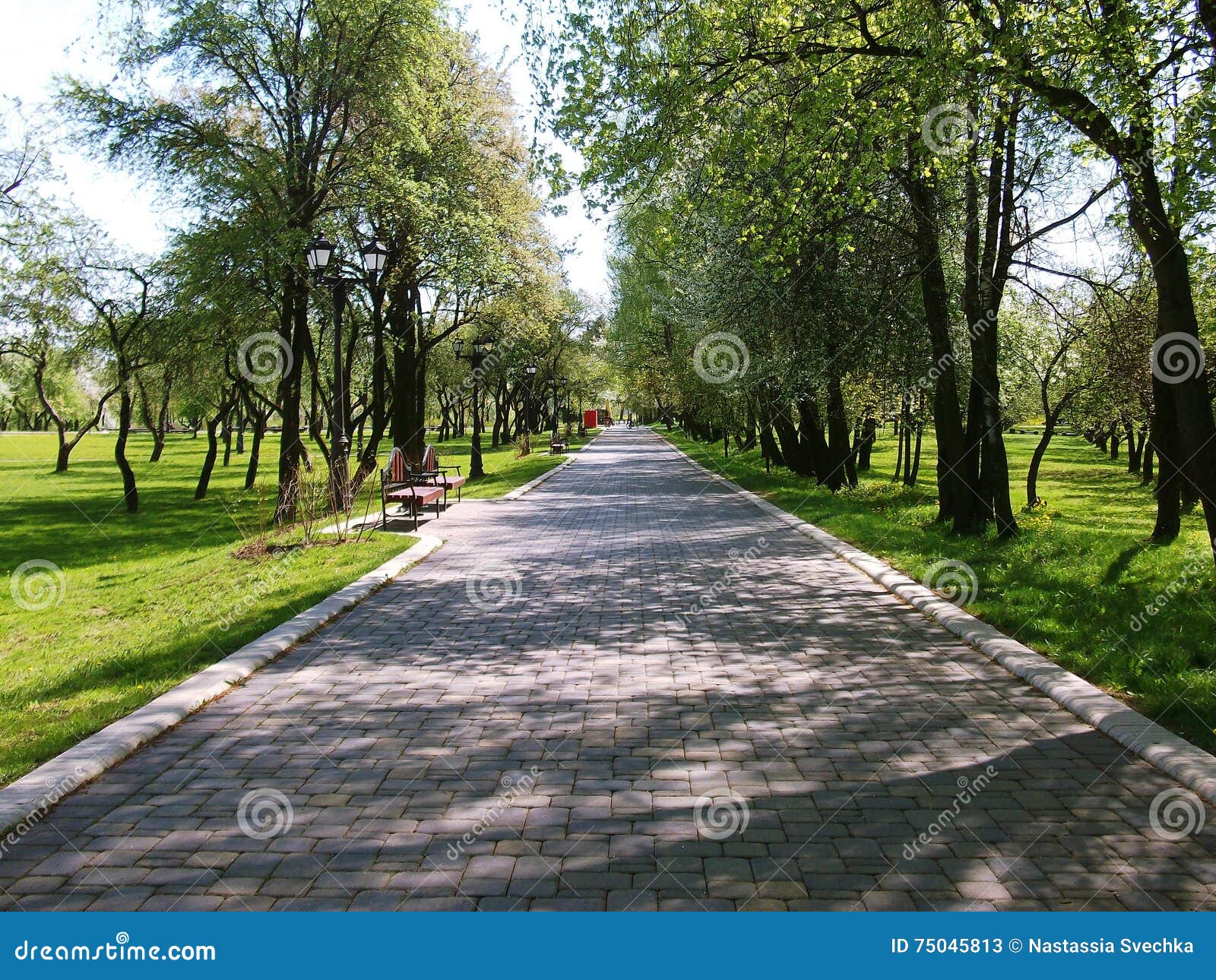 Sidewalk Lined Up with Beautiful Tall Trees Stock Image - Image of ...