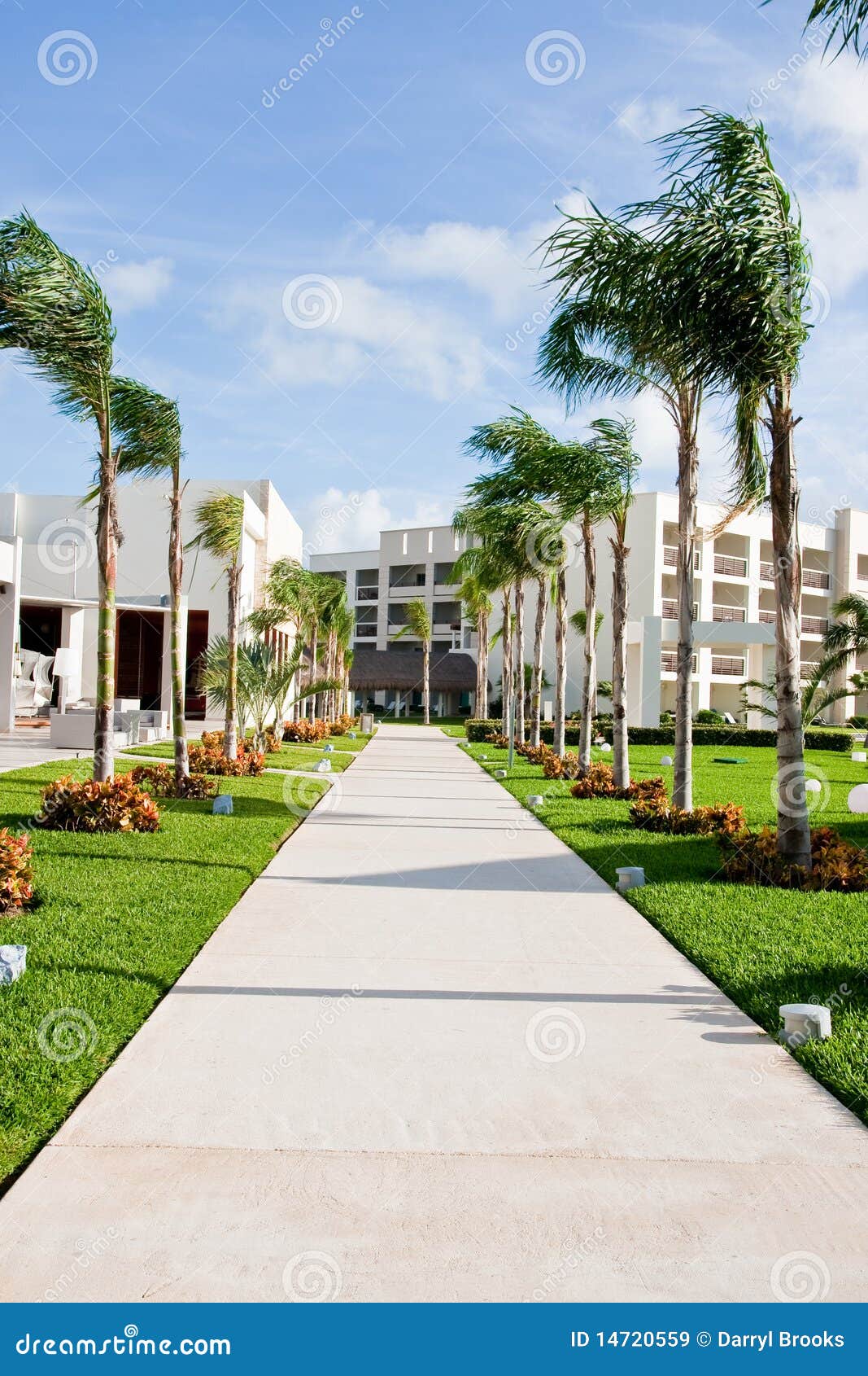Sidewalk through Palms at Tropical Resort Stock Image - Image of ...