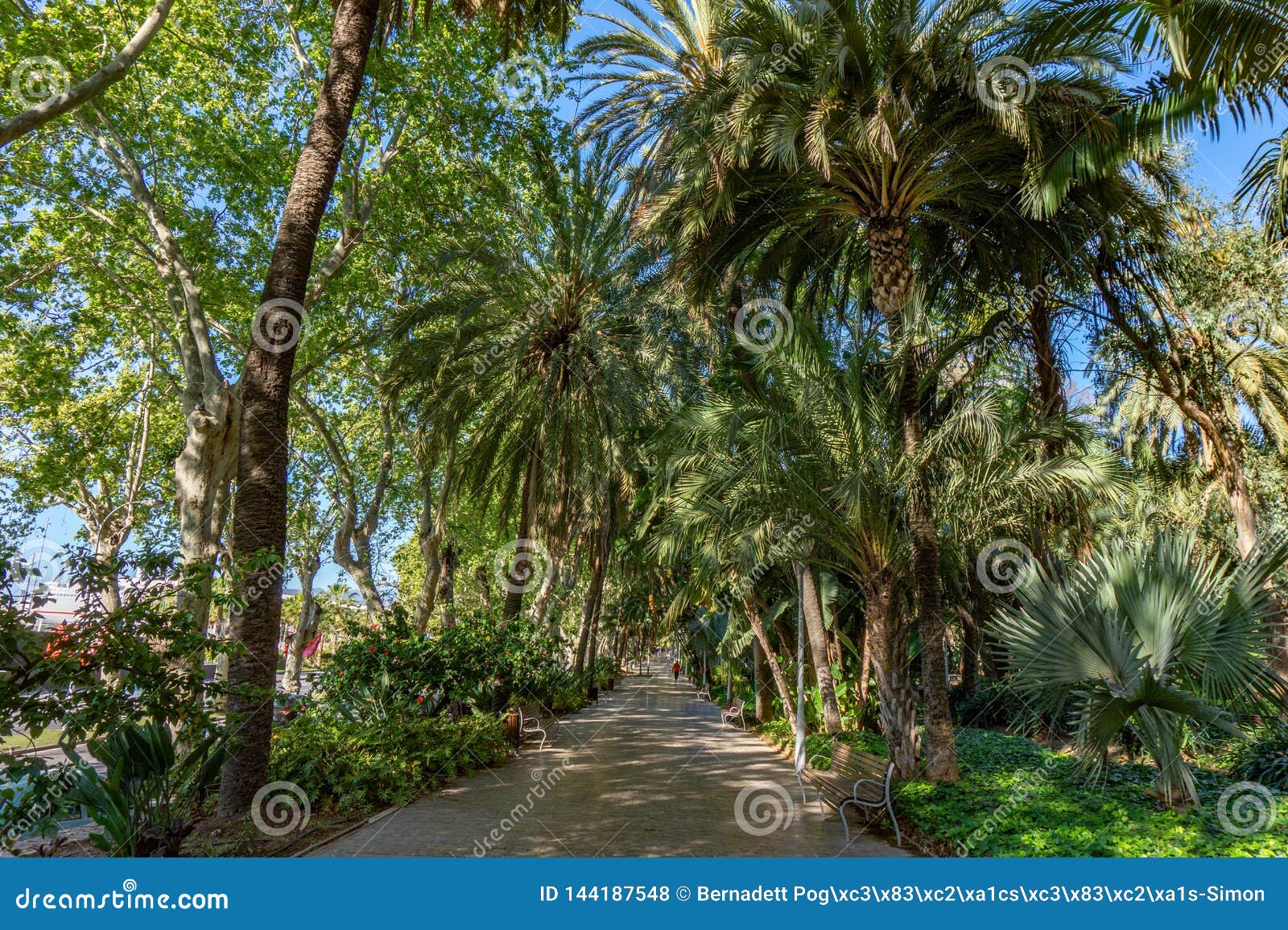 Sidewalk on the Paseo Del Parque in Malaga, Spain with Palm Tree Jungle ... Sidewalk on the Paseo Del Parque in Malaga, Spain with Palm Tree Jungle ...