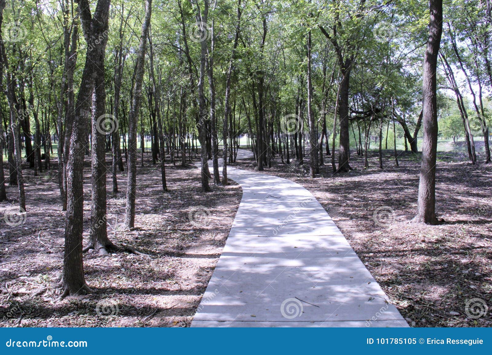 Sidewalk Path through Trees Stock Image - Image of brown, straight ...