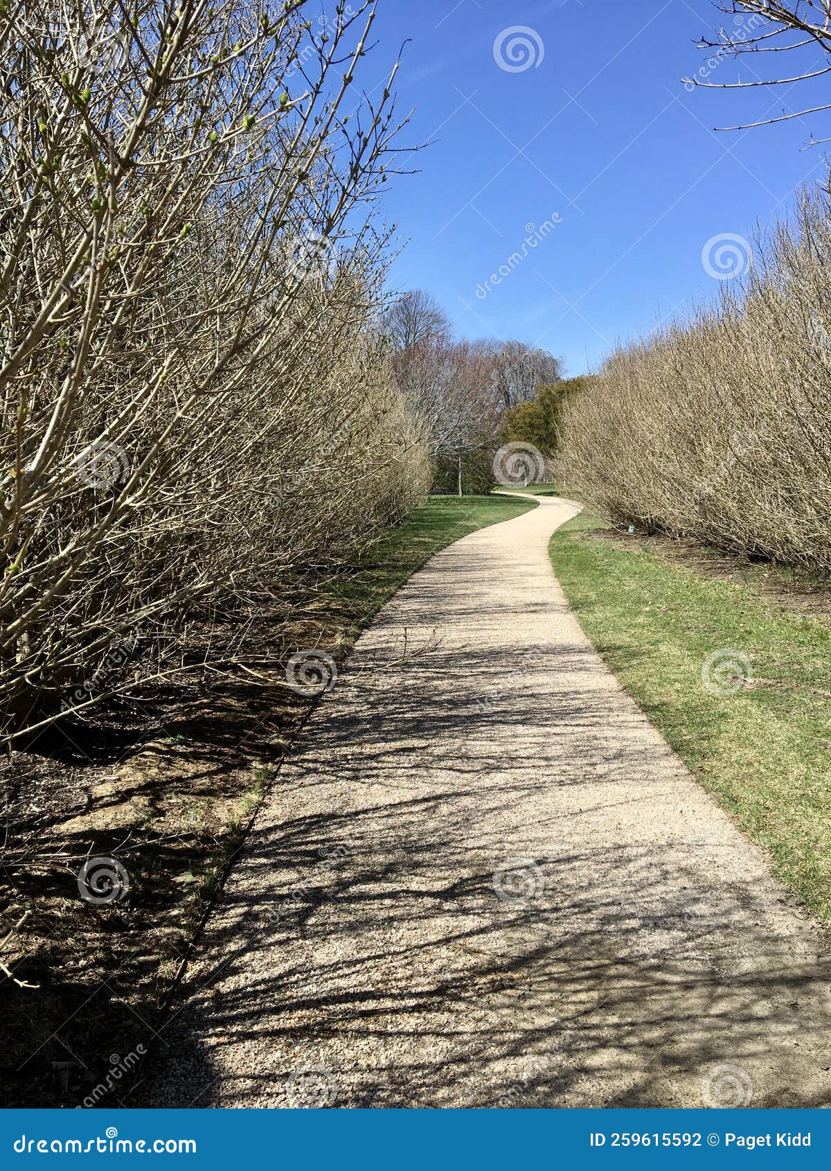 Sidewalk in spring stock photo. Image of springtime - 259615592